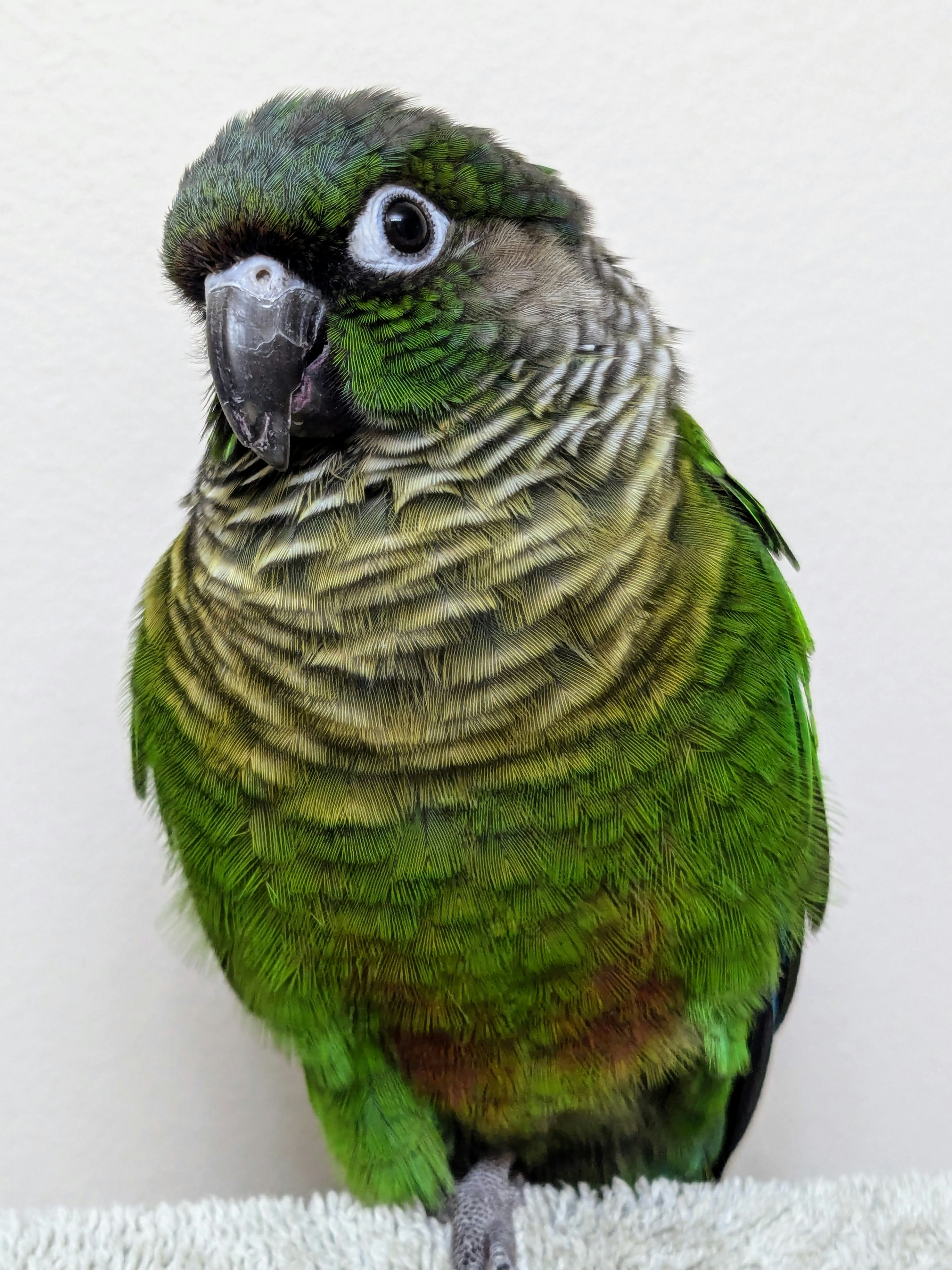 Emerald Portrait: A Curious Parrot Toasting a Quiet Wall