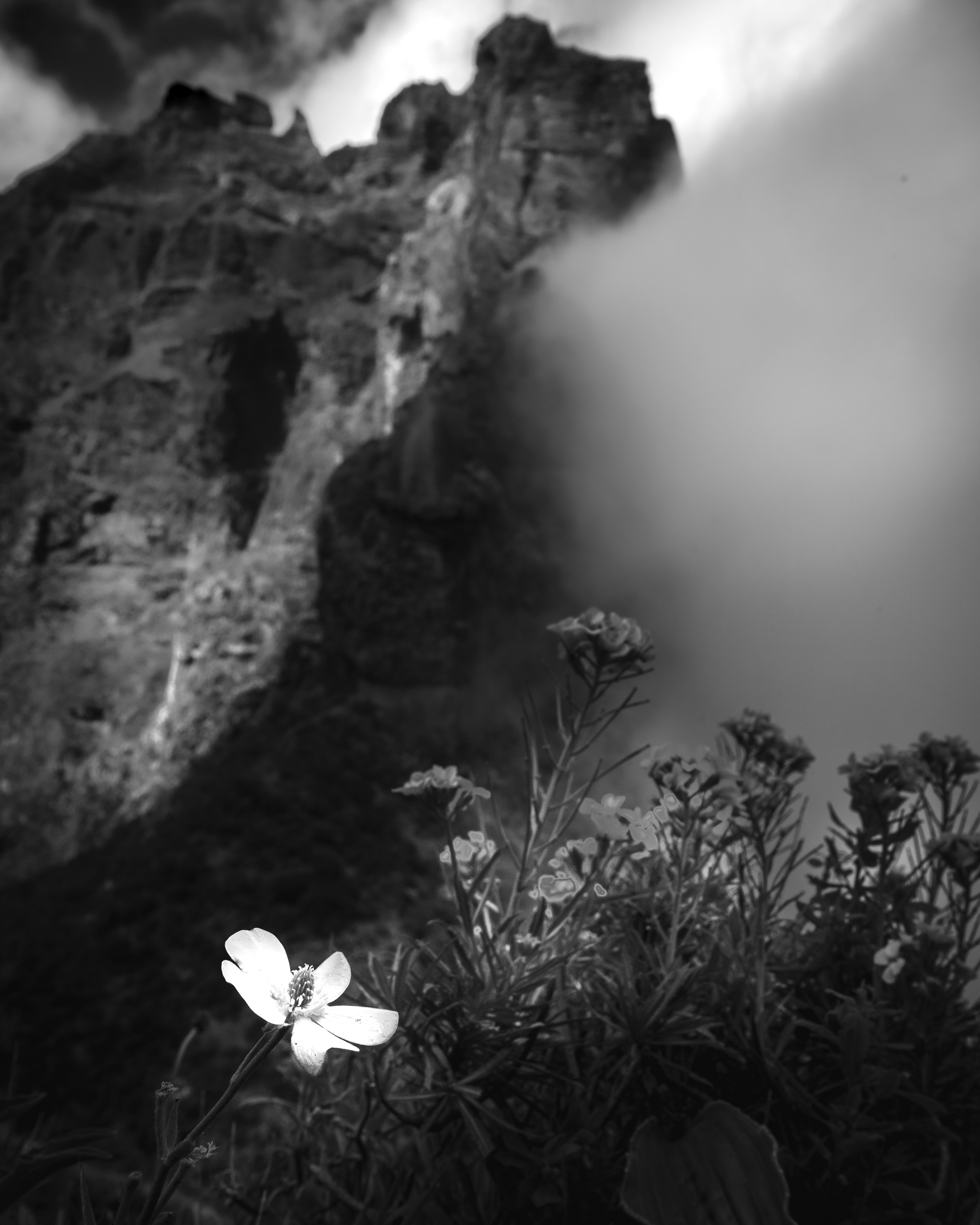 Single White Bloom Against a Serrated Cliff and Mist