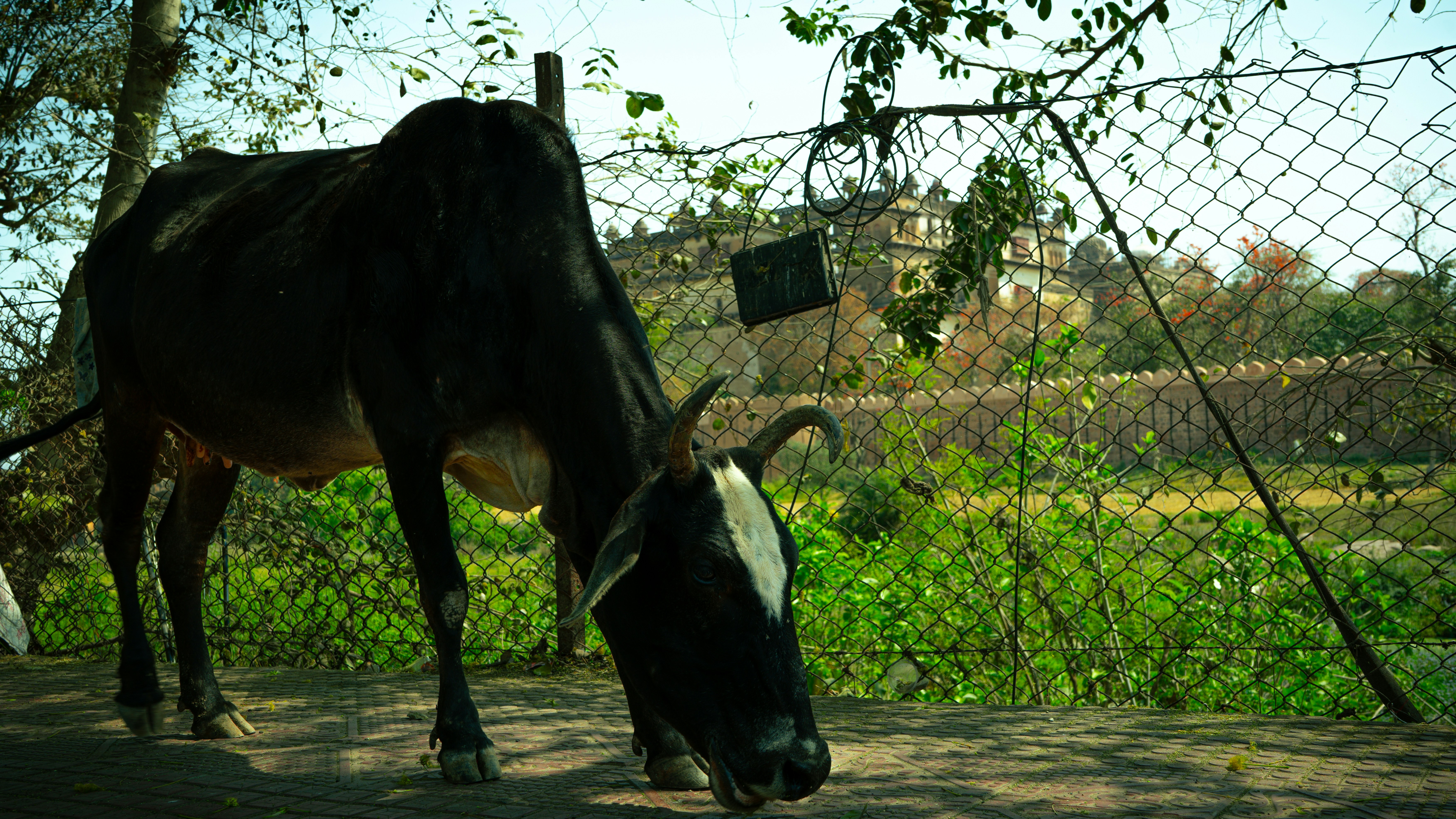 Ruminant in a Sunlit Paddock Behind a Chain-Link Fence