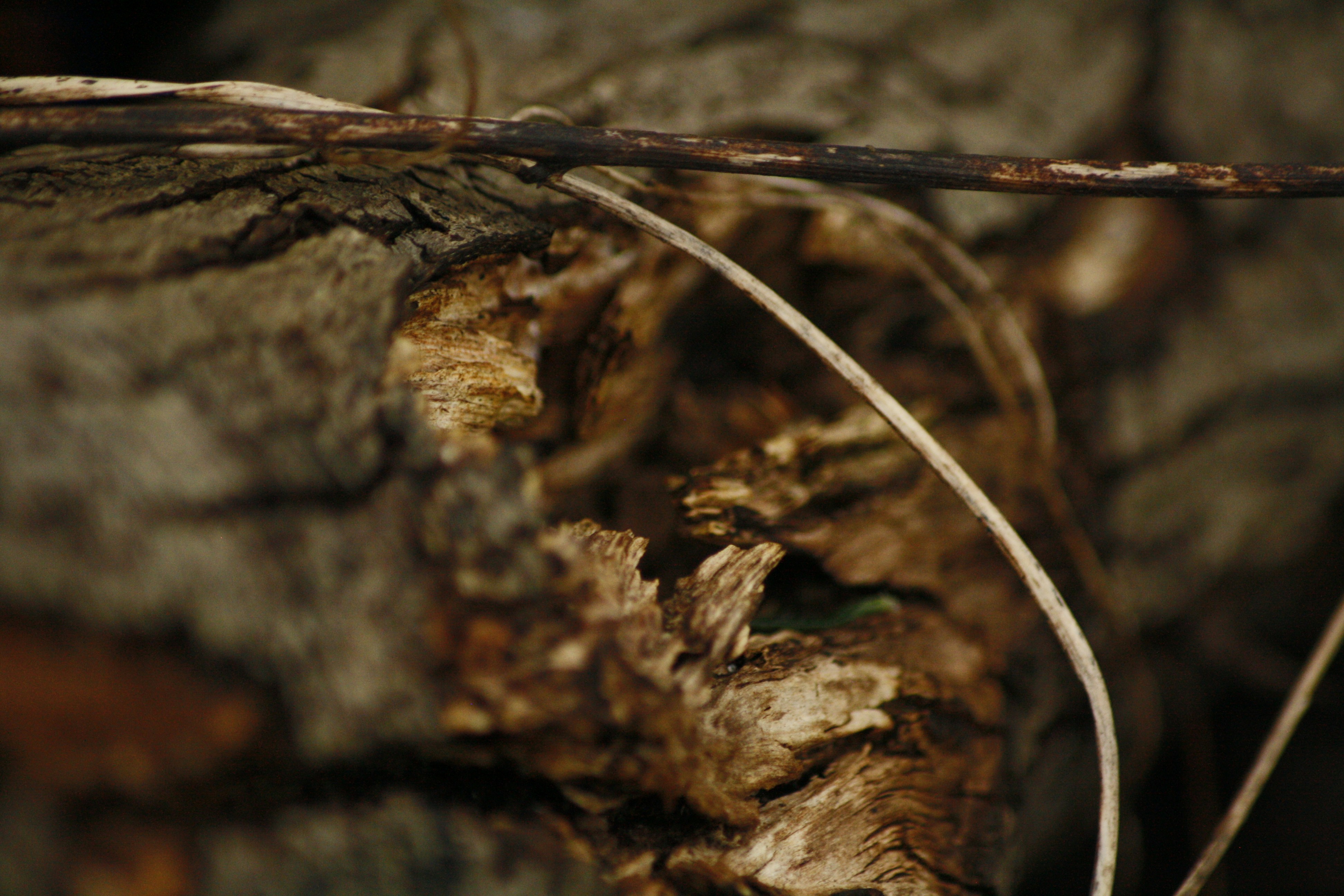 Close-up of Weathered Wood and Fiber Cable: Textured Detail in Natural Debris