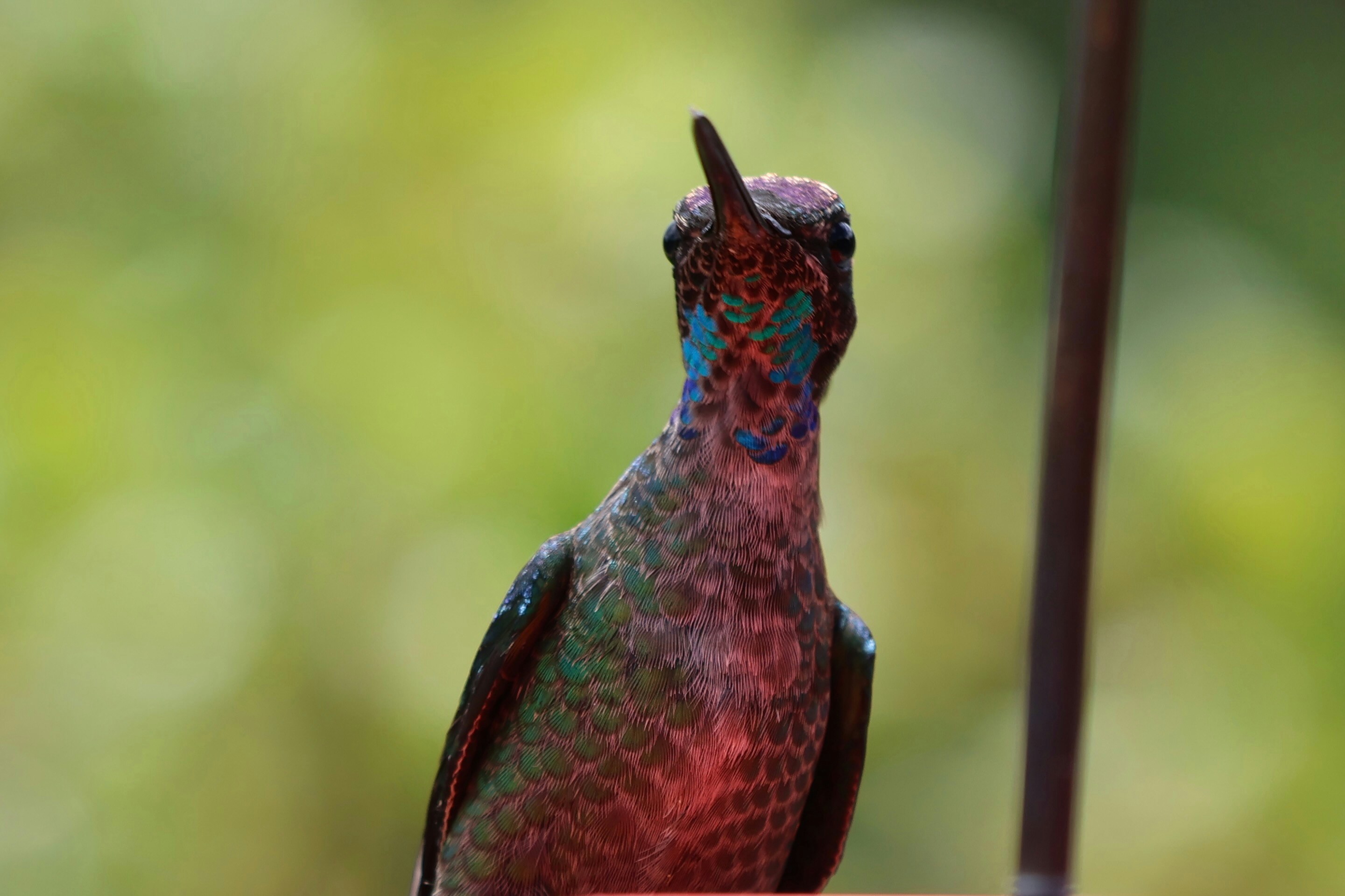 Vivid Hummer in Soft Focus: The Iridescent Gaze