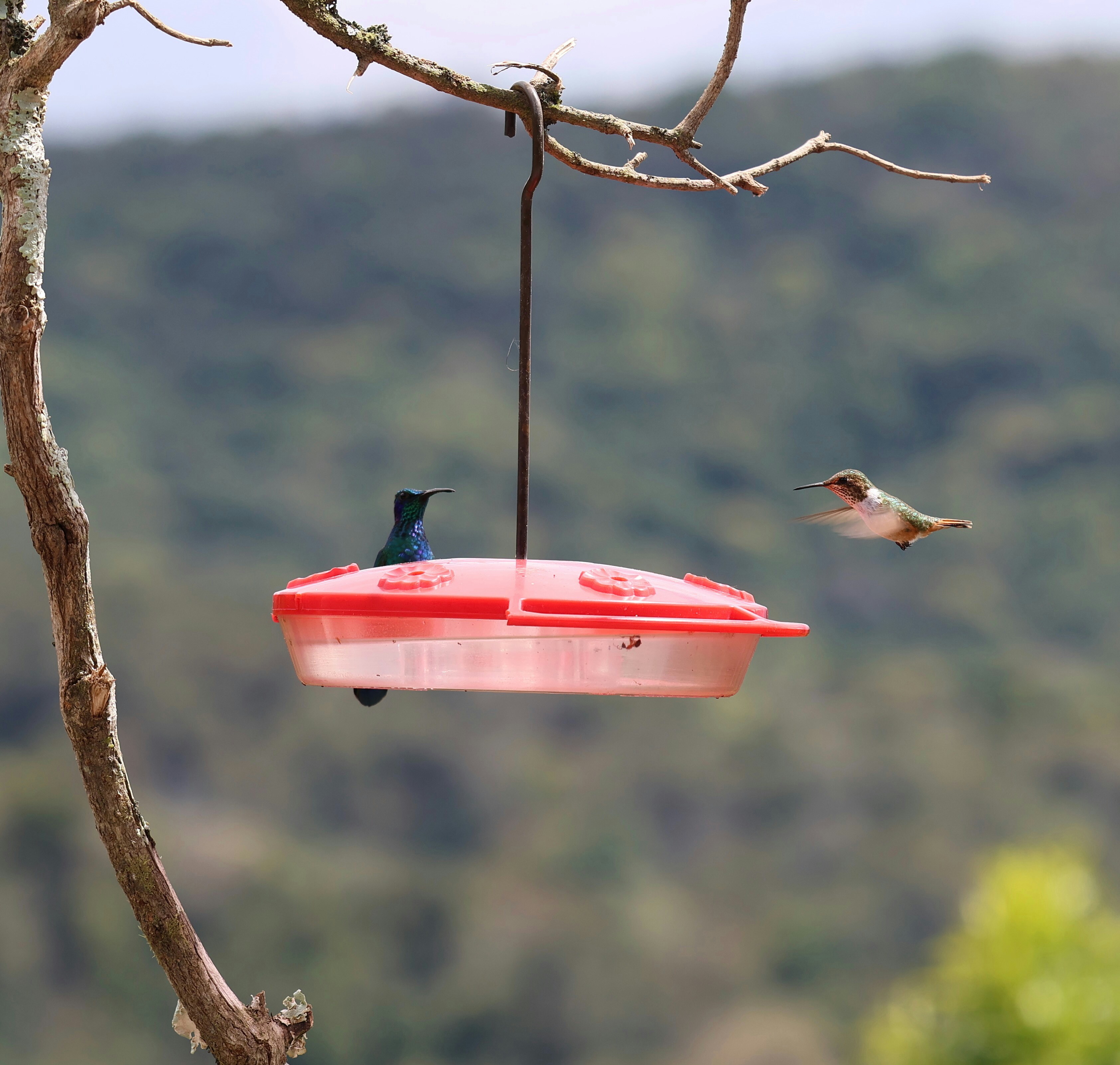 Hummingbird at the Red Hourglass Feeder