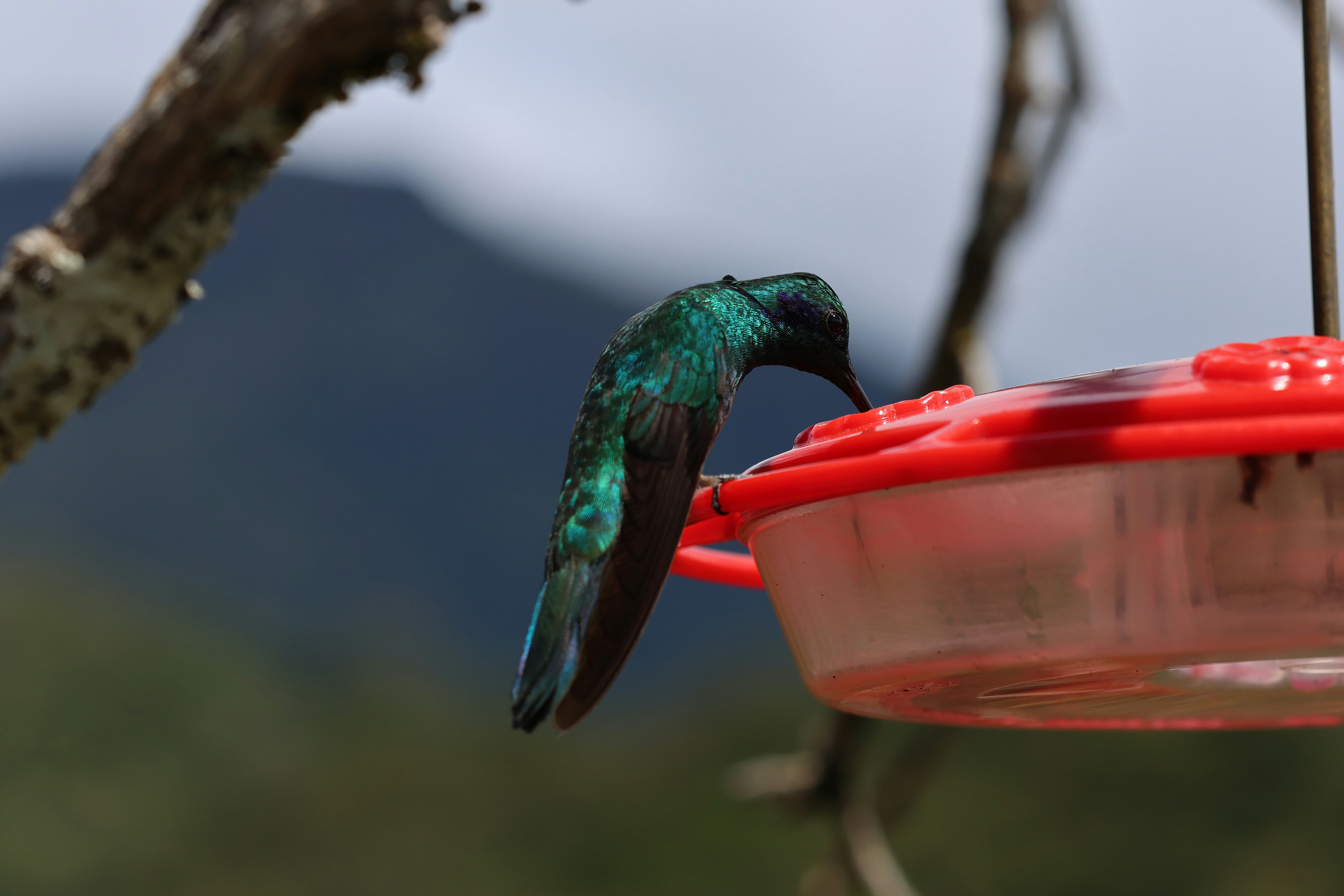 Azure Beak at the Red Table: A Hummingbird's Close Reserve