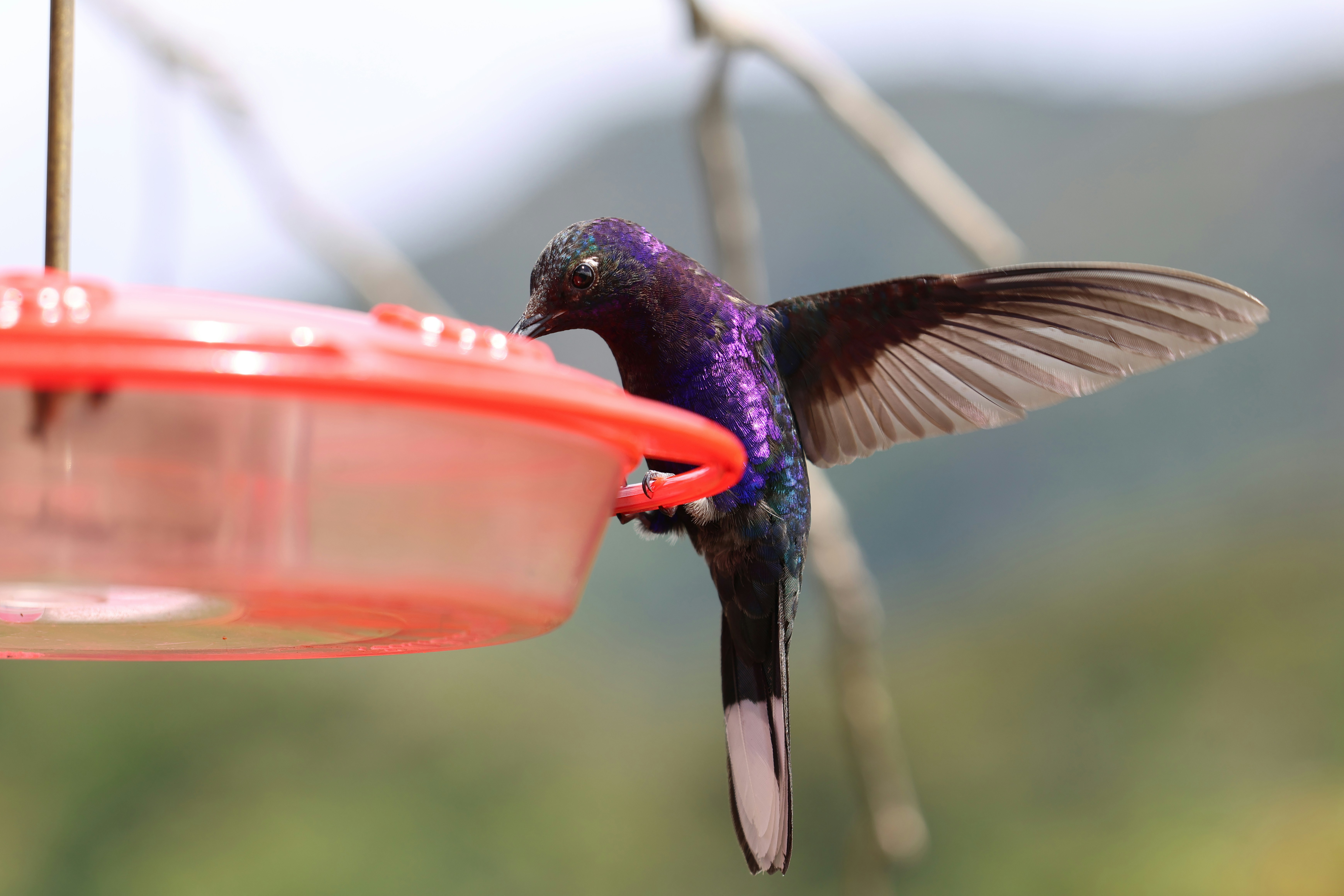 Purple-Glossed Hummingbird at a Red-Top Feeder