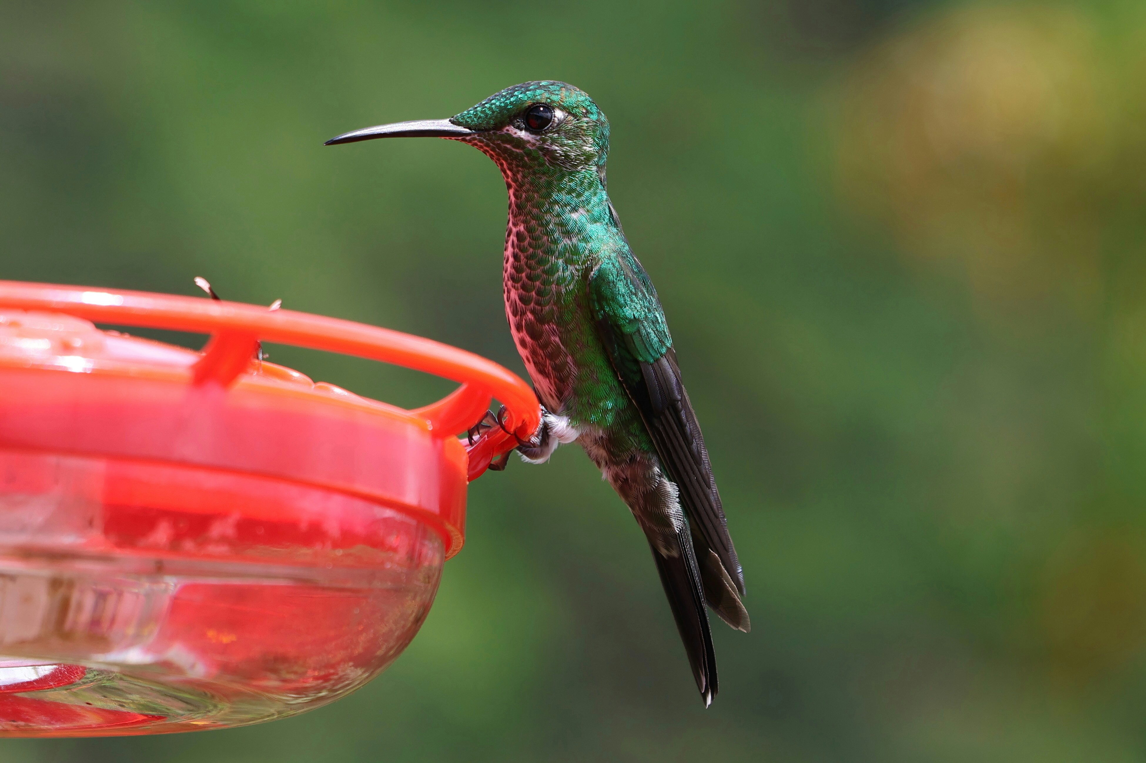 Ruby-green hover: a hummingbird at the edge of a red feeder