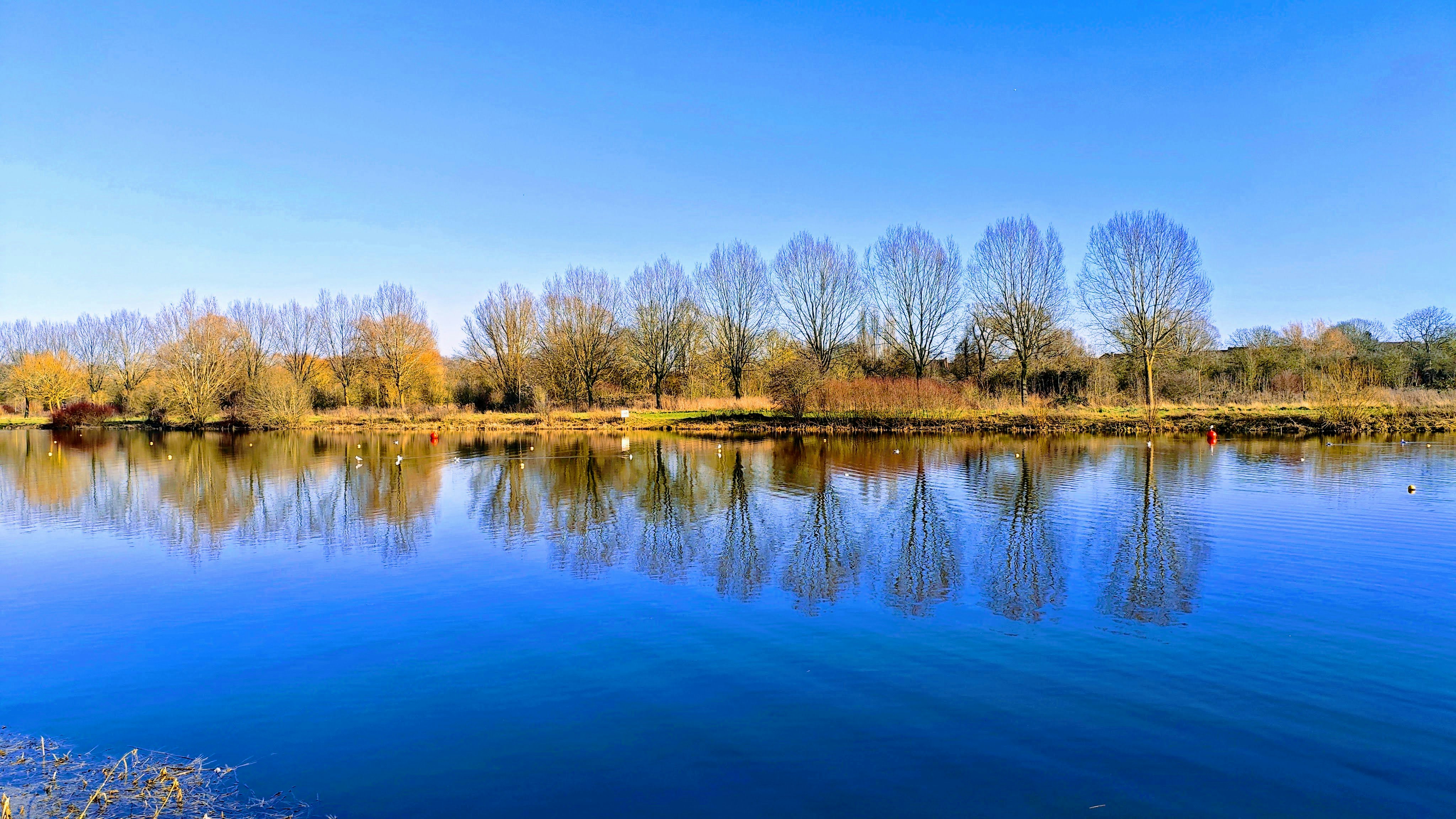 Calm blue lake reflecting bare trees under a clear sky