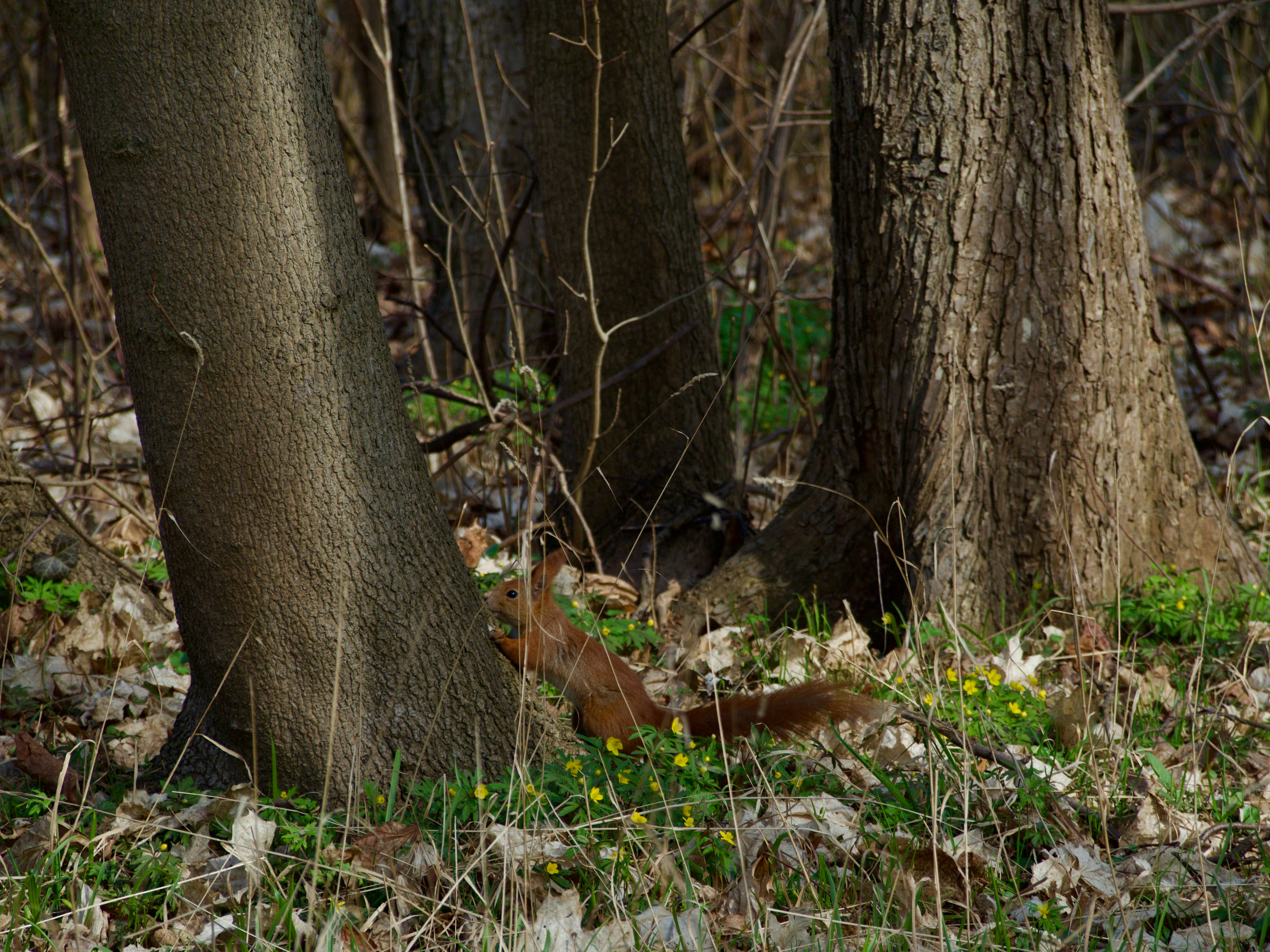 Forest Floor in Dappled Light: Tree Trunks and Spring Understory