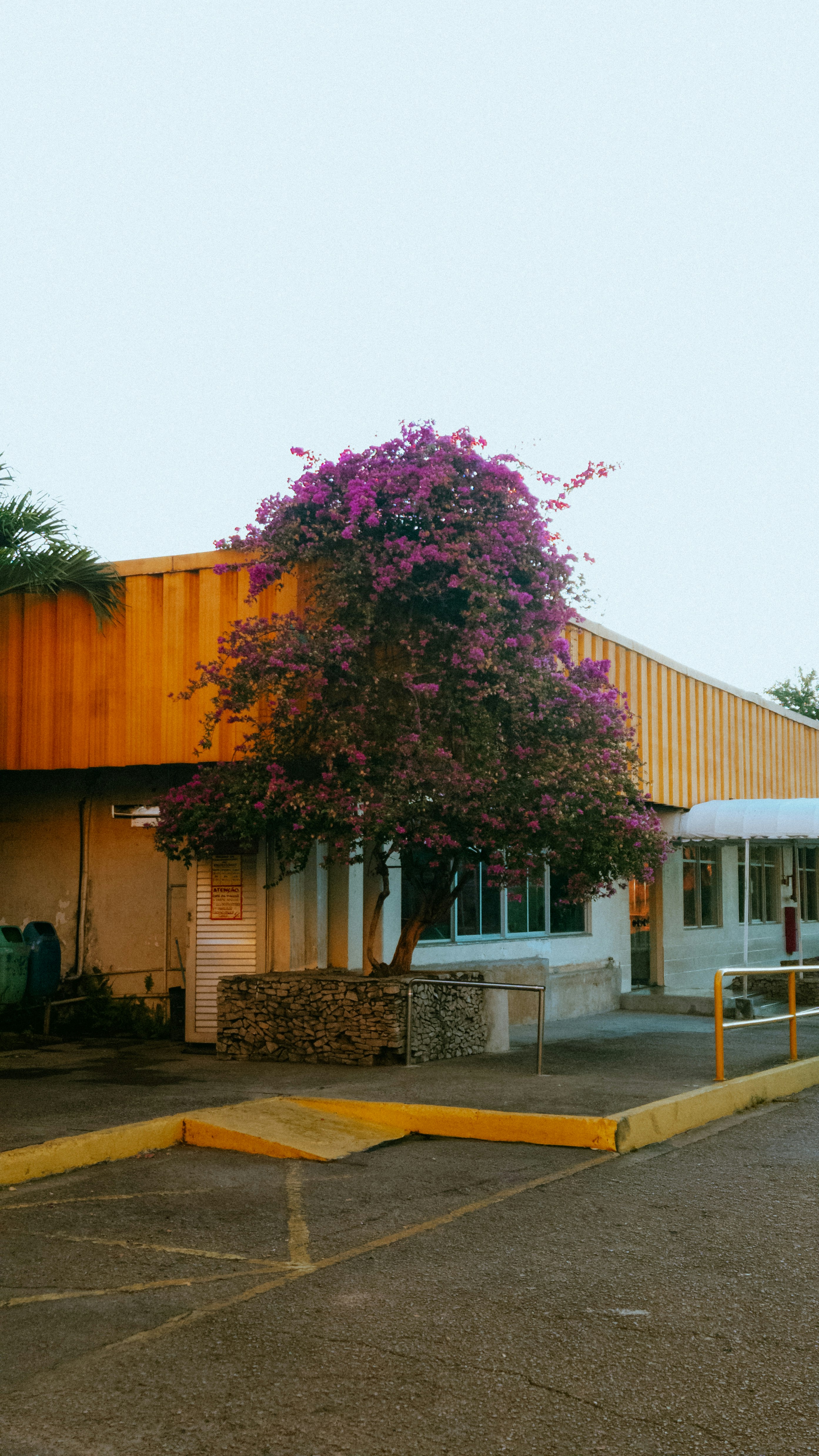 Bougainvillea Bloom Framing a Sunny Commercial Facade