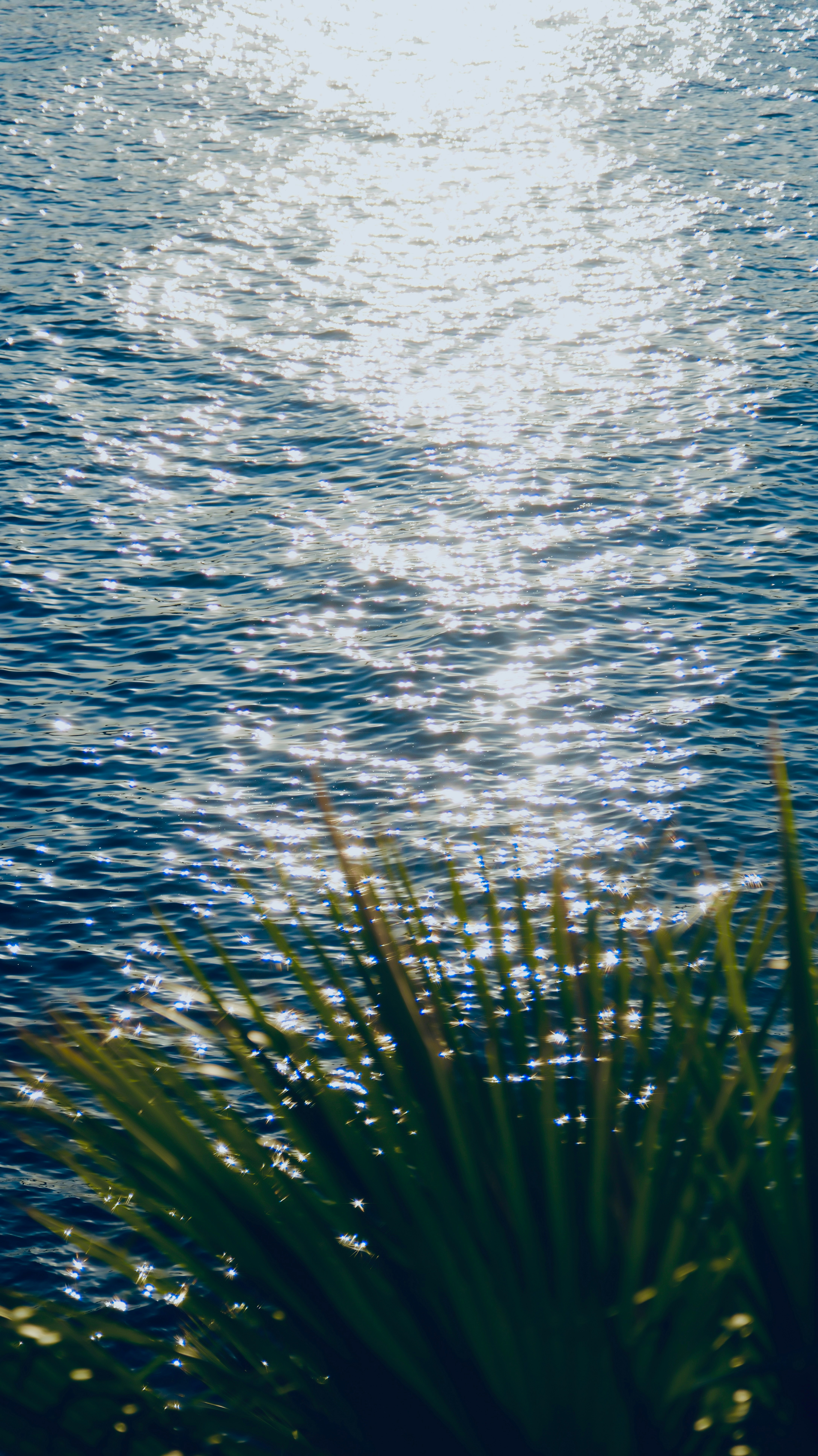 Sunlit Edge: Reflections over Quiet Water Framed by Plant Spikes