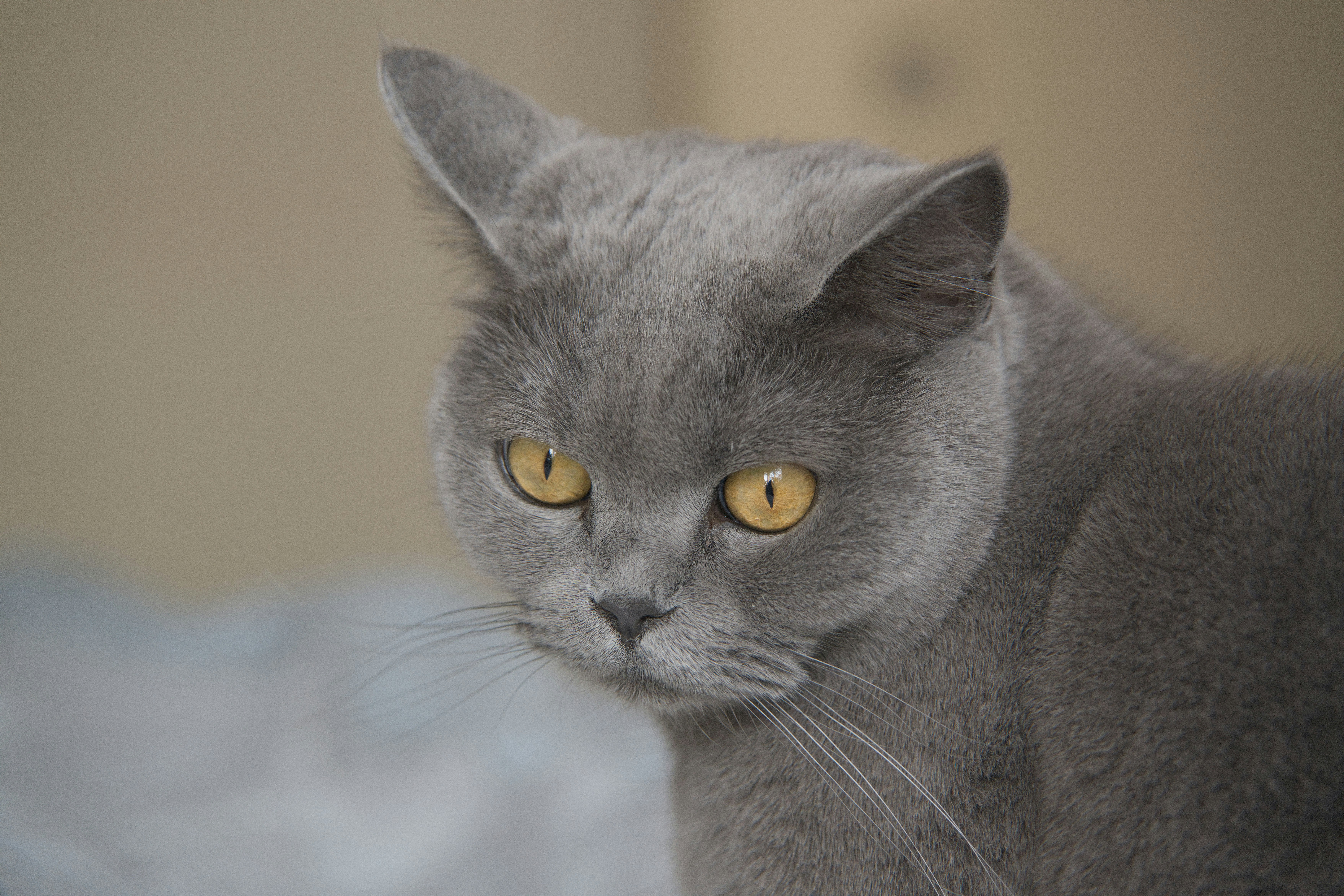 Amber Gaze: A Focused Portrait of a Grey Cat with Golden Eyes