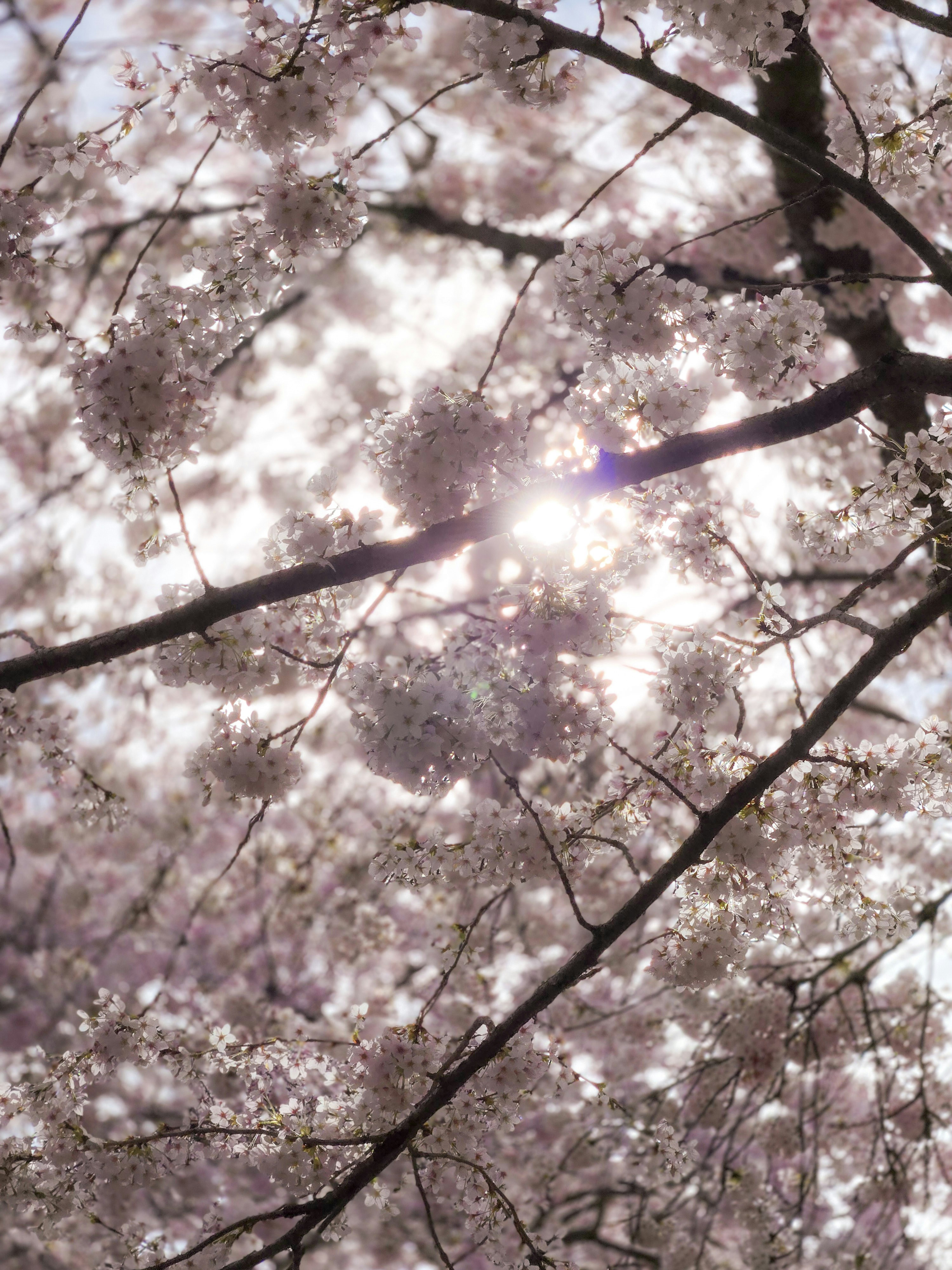 Sunlit Sakura Veil through Branches