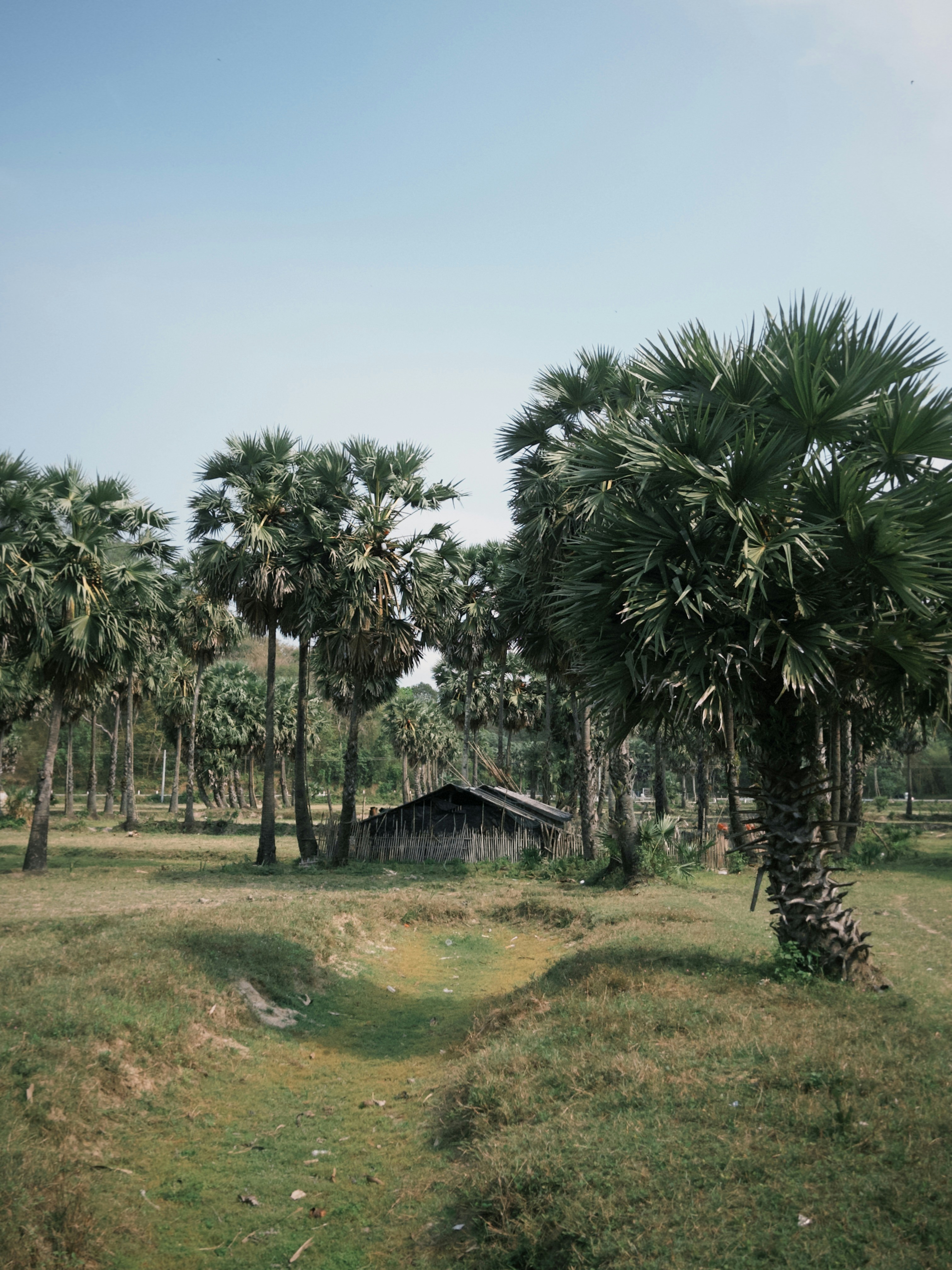 Palm Groove: A Quiet Hut Among Tall Trunks