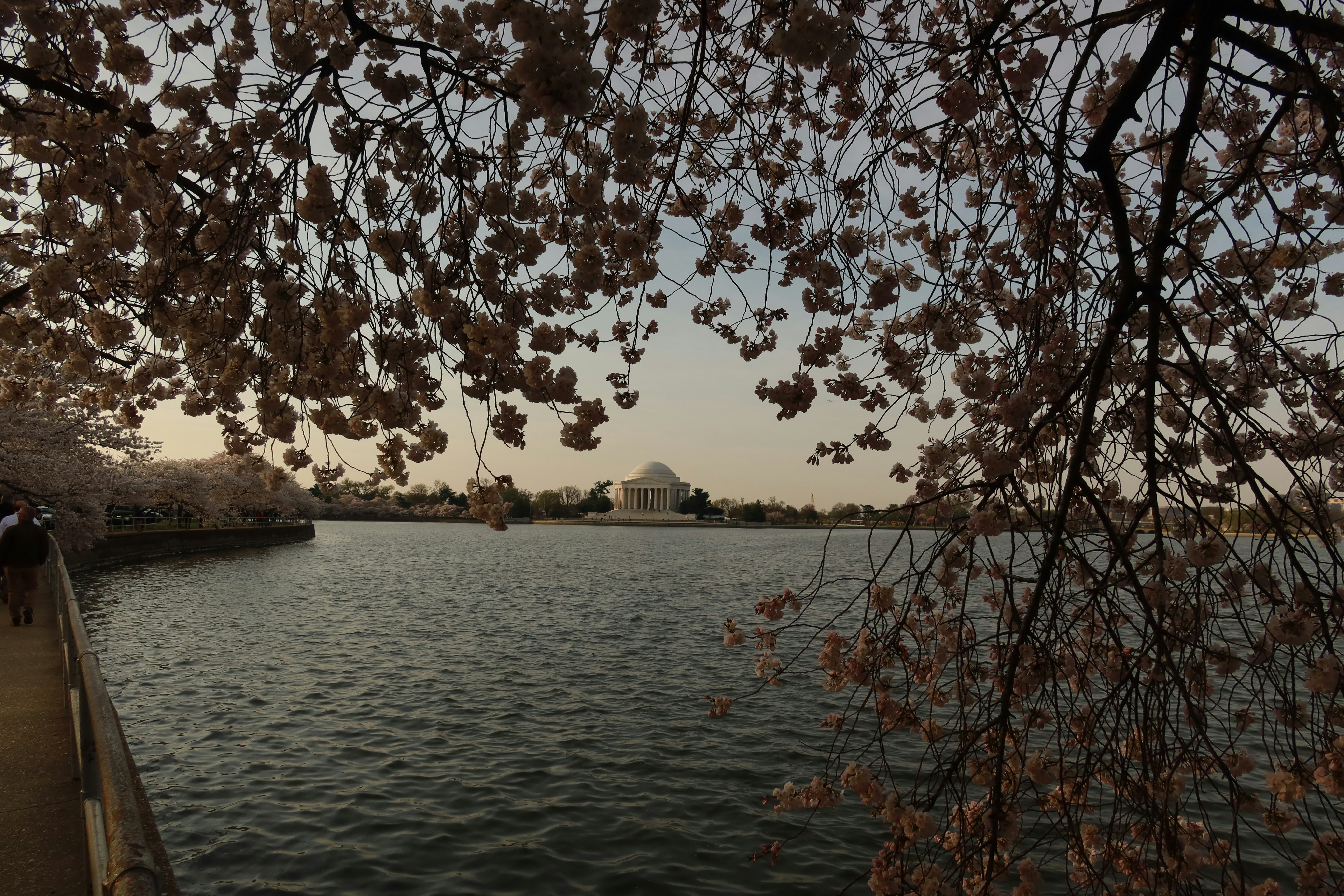 Overhanging Branches Framing the Capitol Across the River