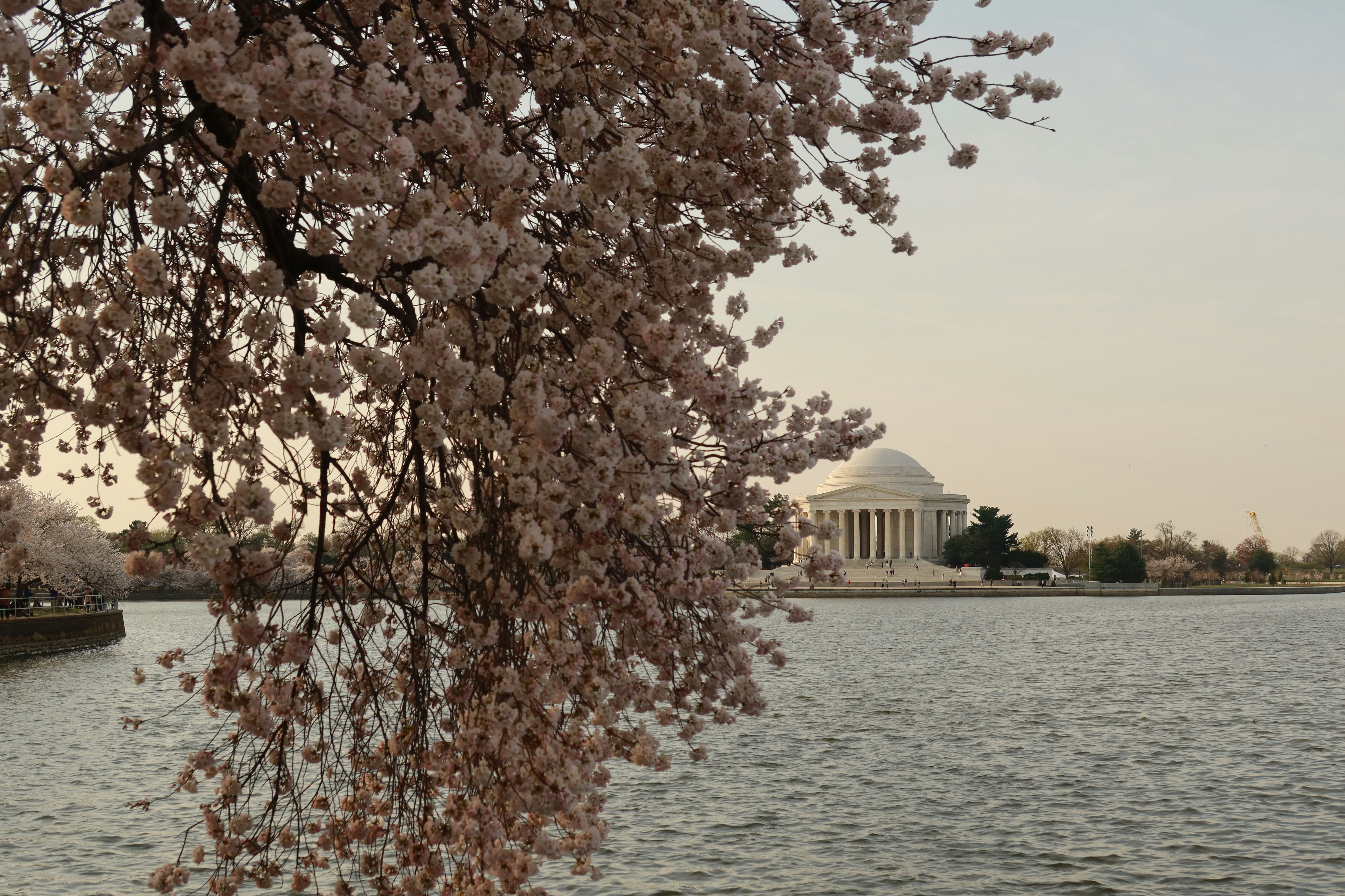 Cherry Blossom Overlook: A Temple in the Golden Hour by the Lake