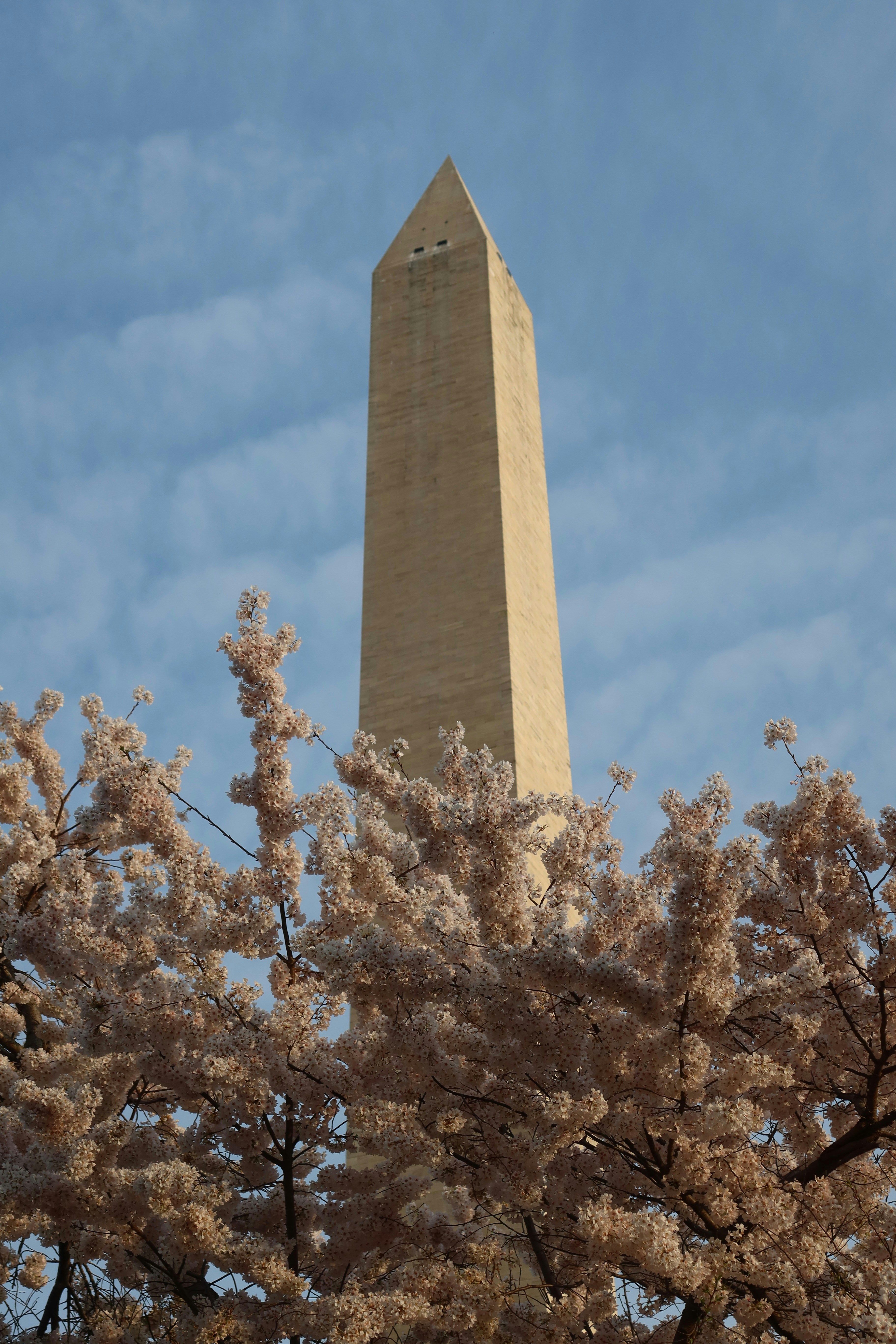 Spring Blossom Obelisk: A Skyward Portrait