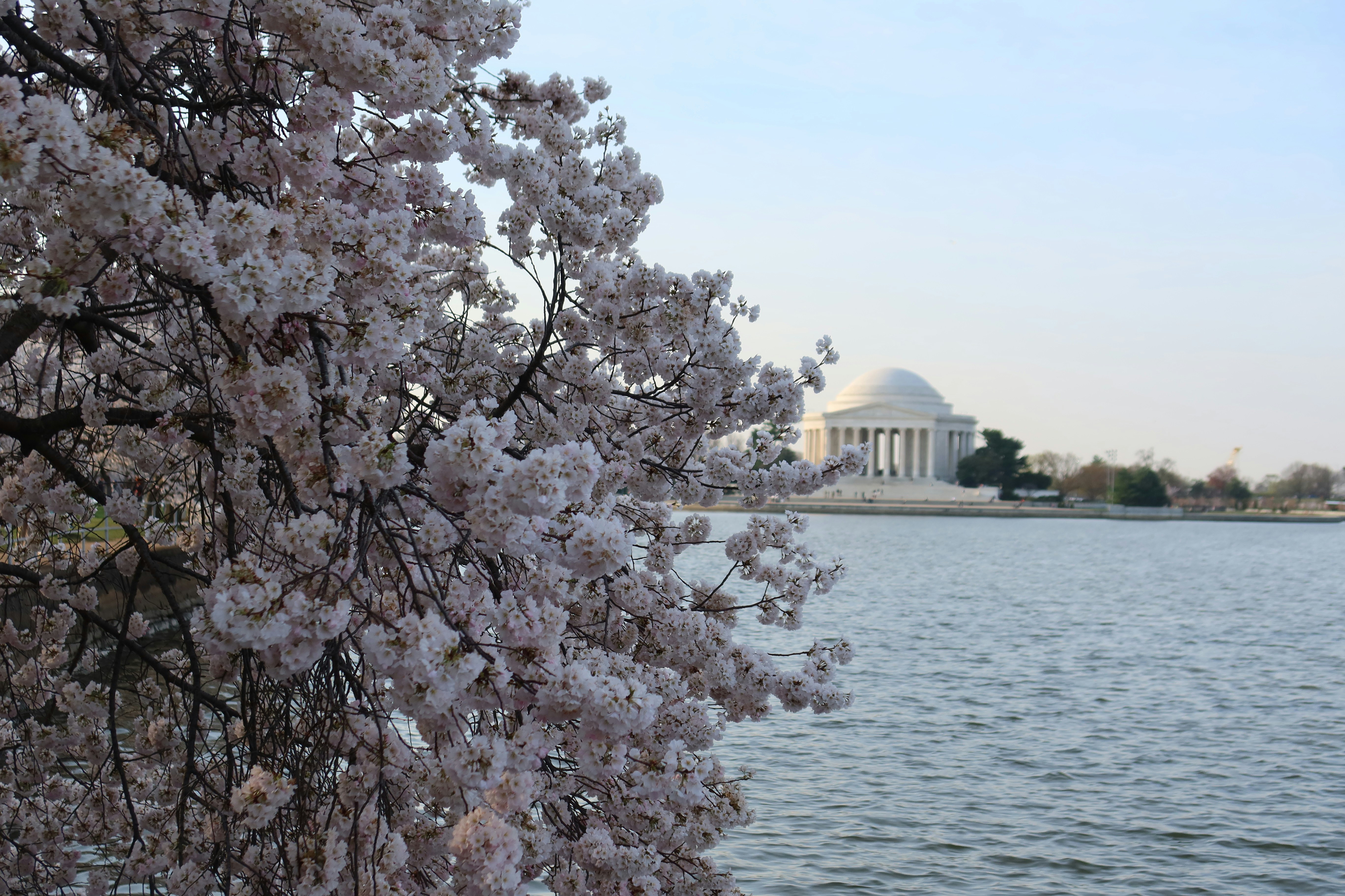 Cherry Blossom Fragments by the Water: A Quiet View of the Mall’s White Dome