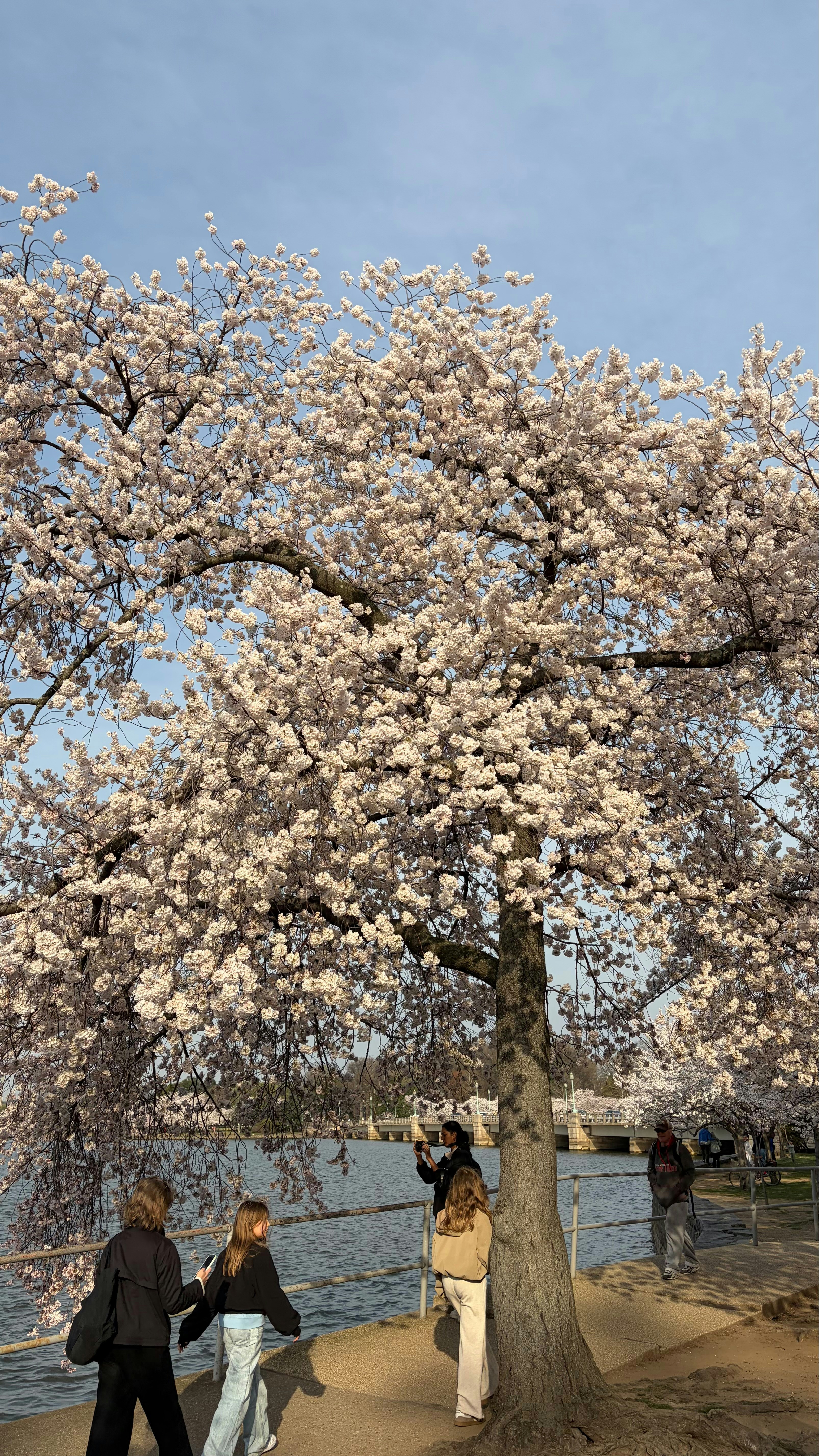 Blossom Canopy by the Waterfront