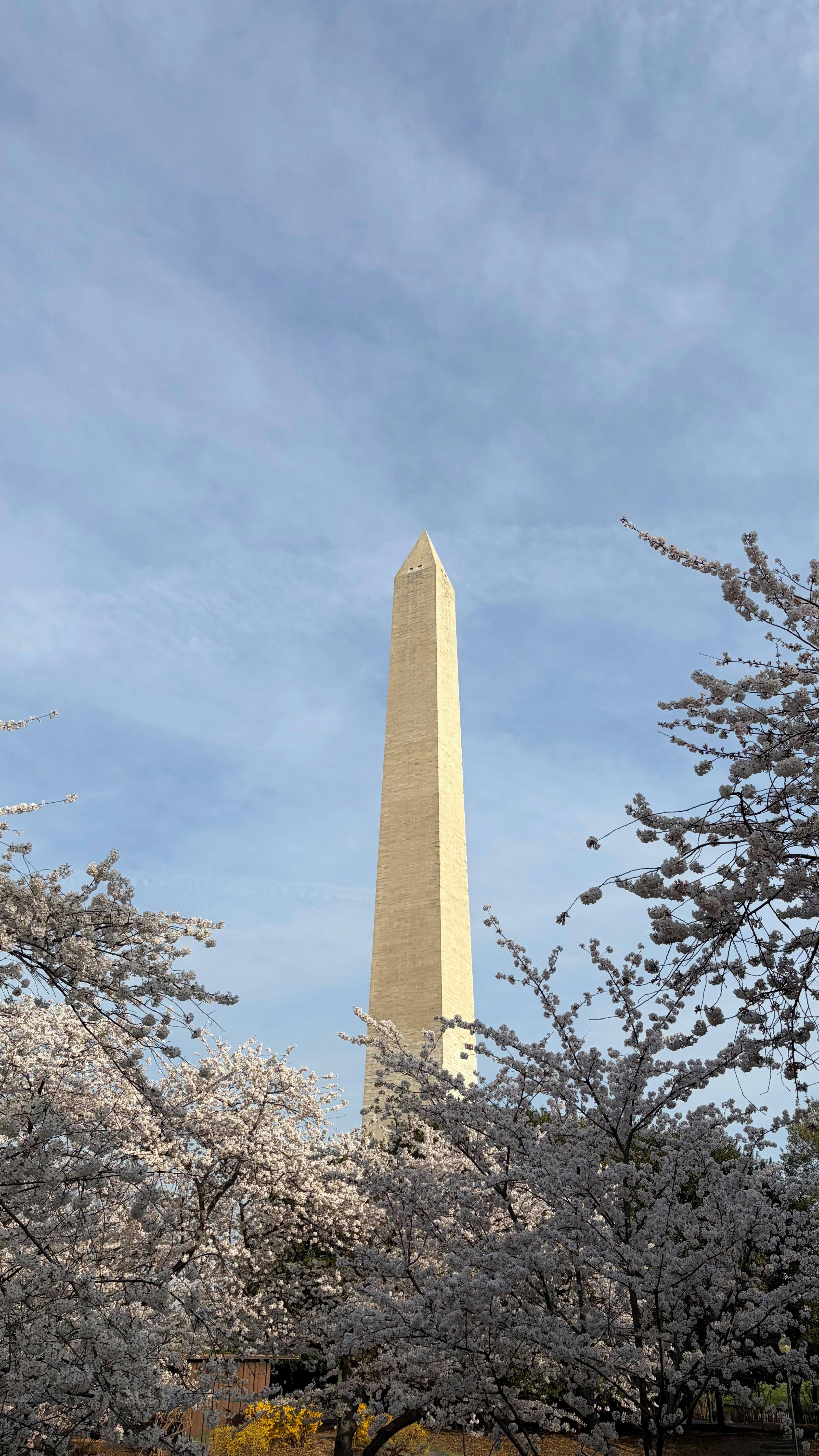 Blooming Obelisk: Cherry Trees Beneath a Marble Monolith