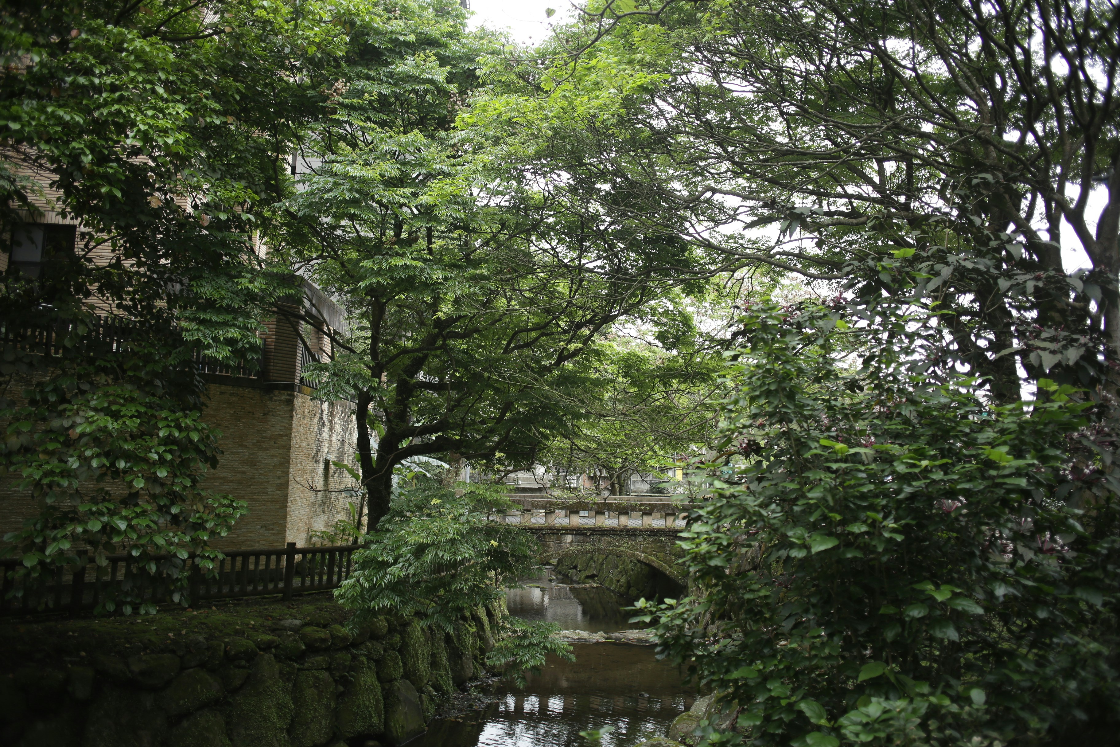 Stone Creek Under Shade: A Quiet Riverside Walkway Framed by Greenery