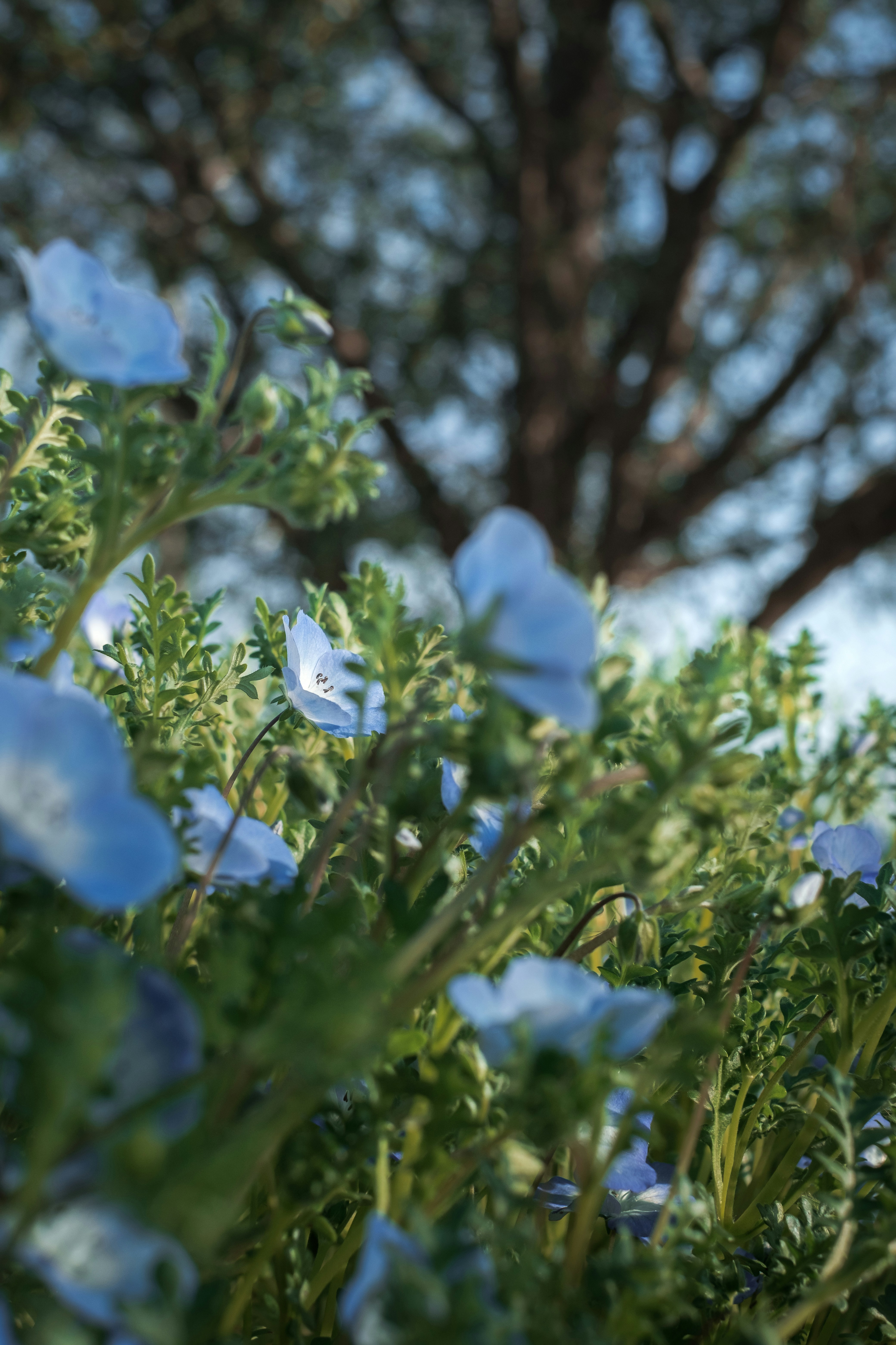 Blue blossoms rise above evergreen greens in soft focus garden mood