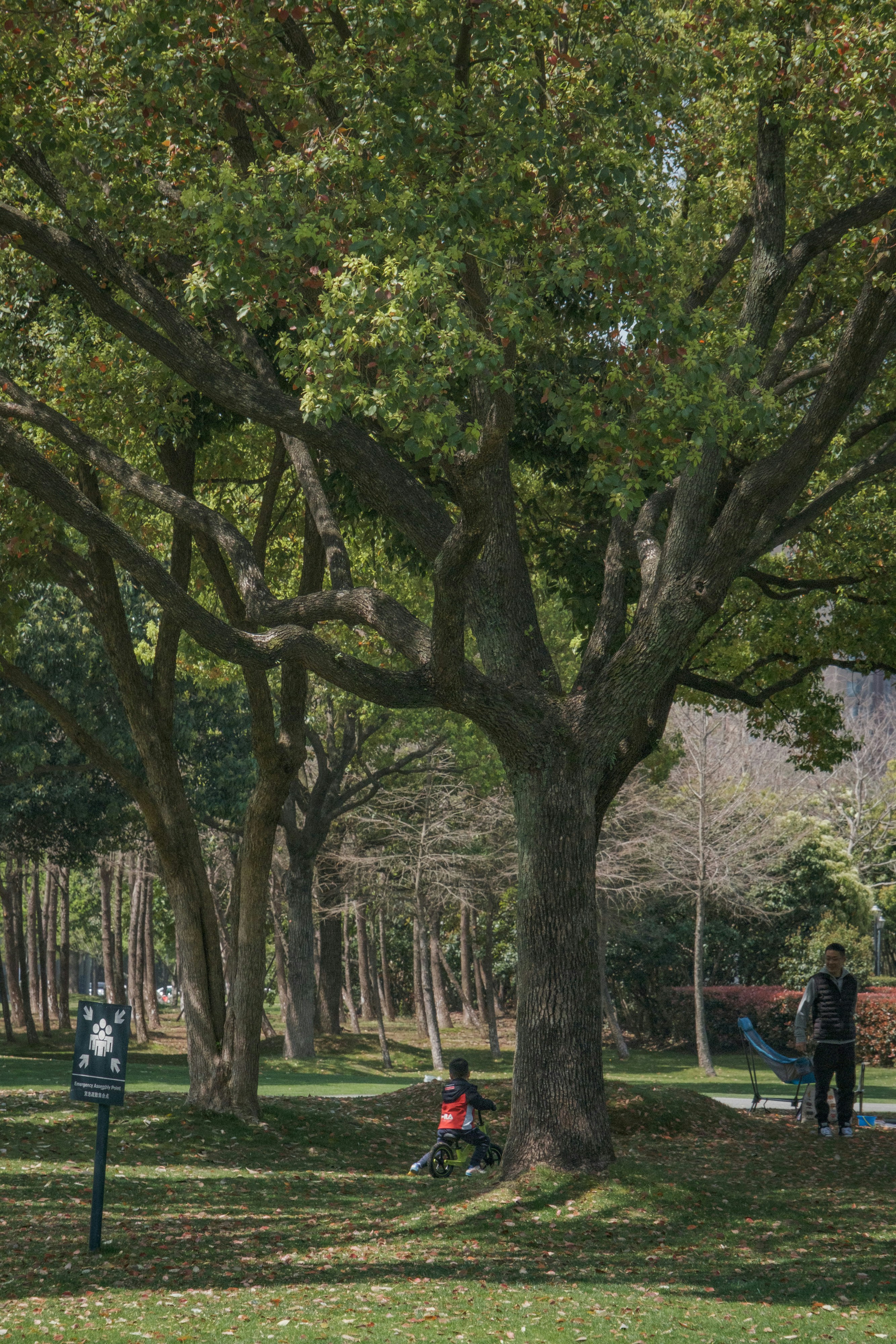 Sunlit Oak Canopy Over a Park North Path