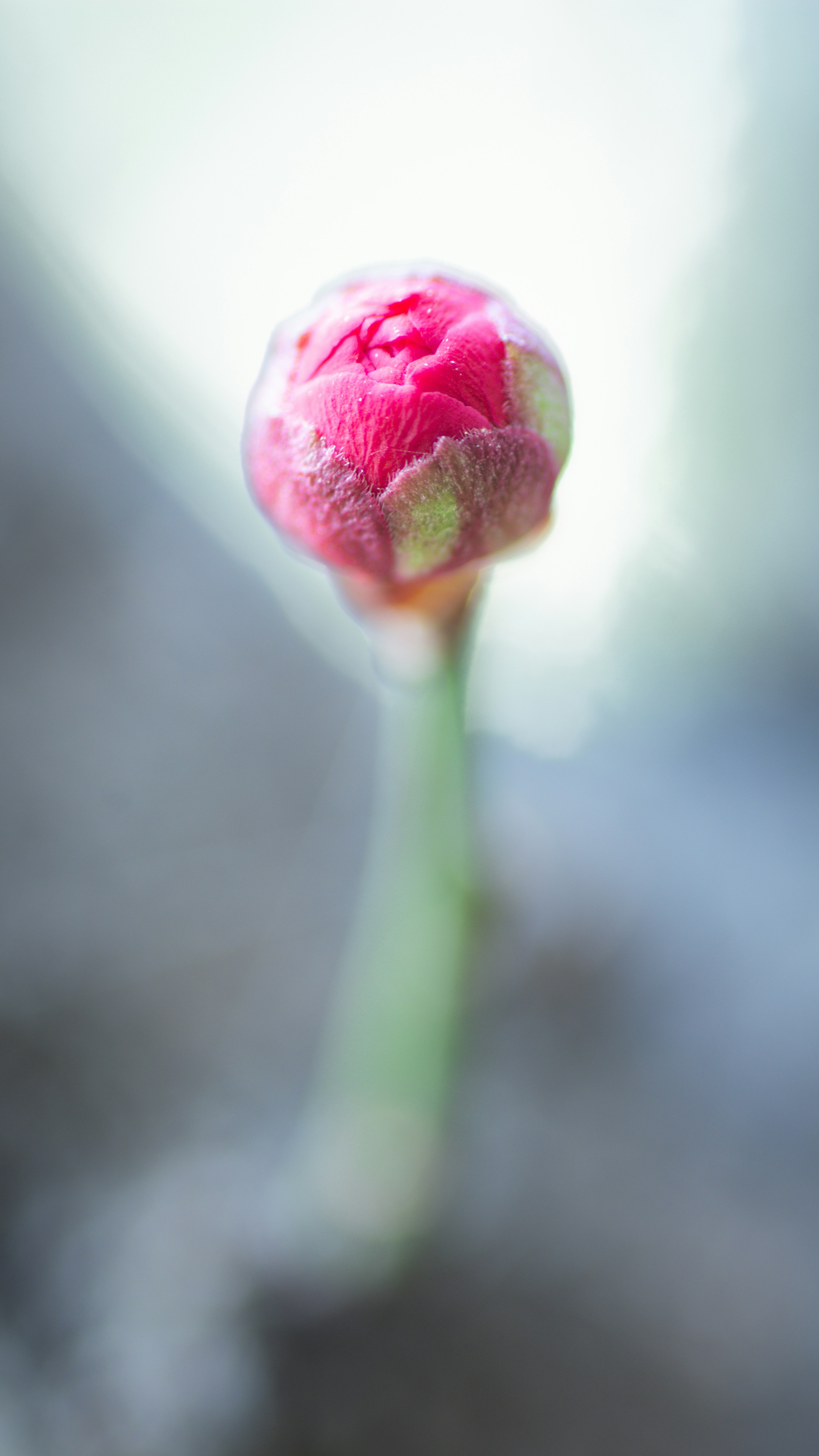 Blossom in Soft Focus: A Bud Cradled by Gentle Light
