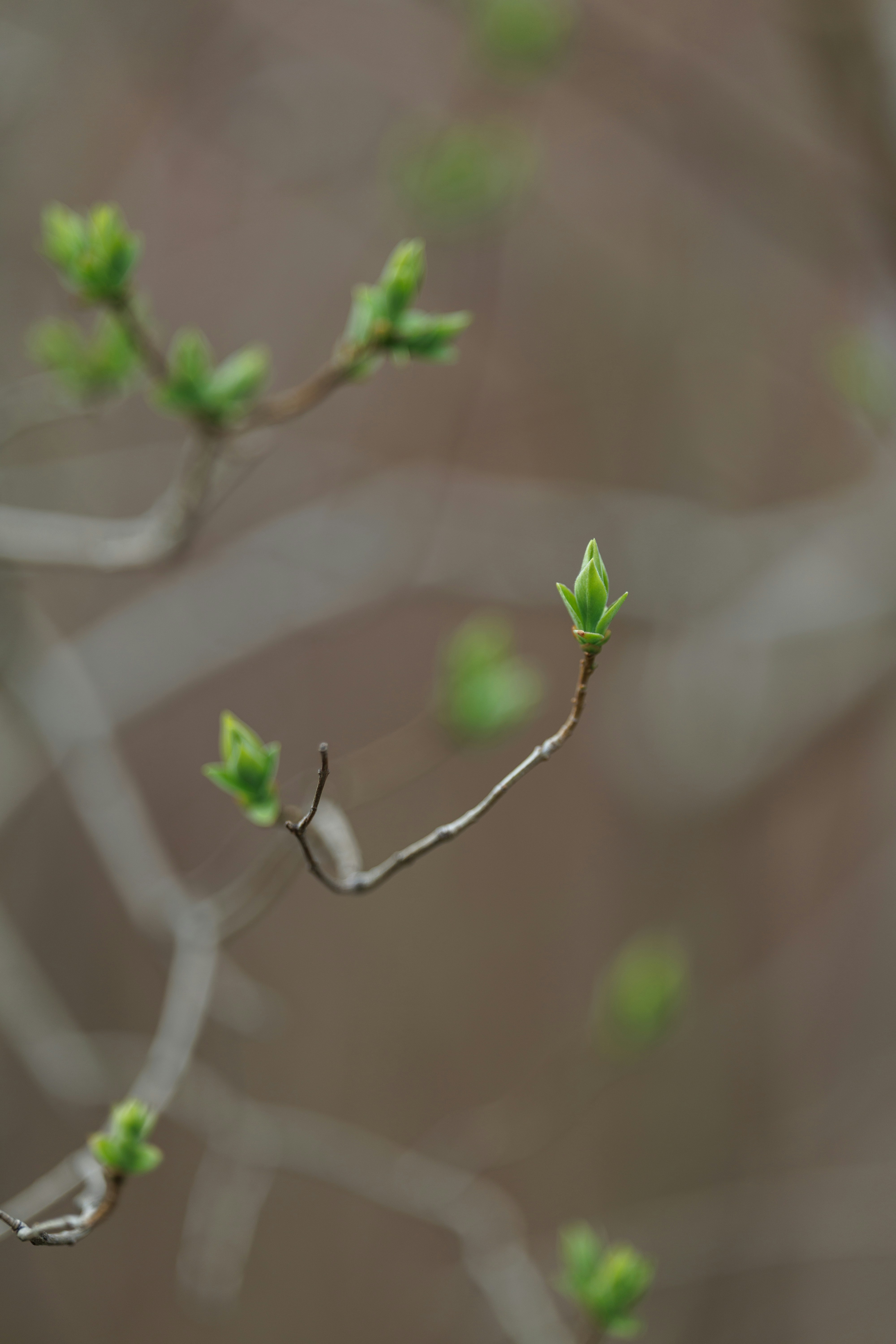 New Green Buds on a Quiet Branch
