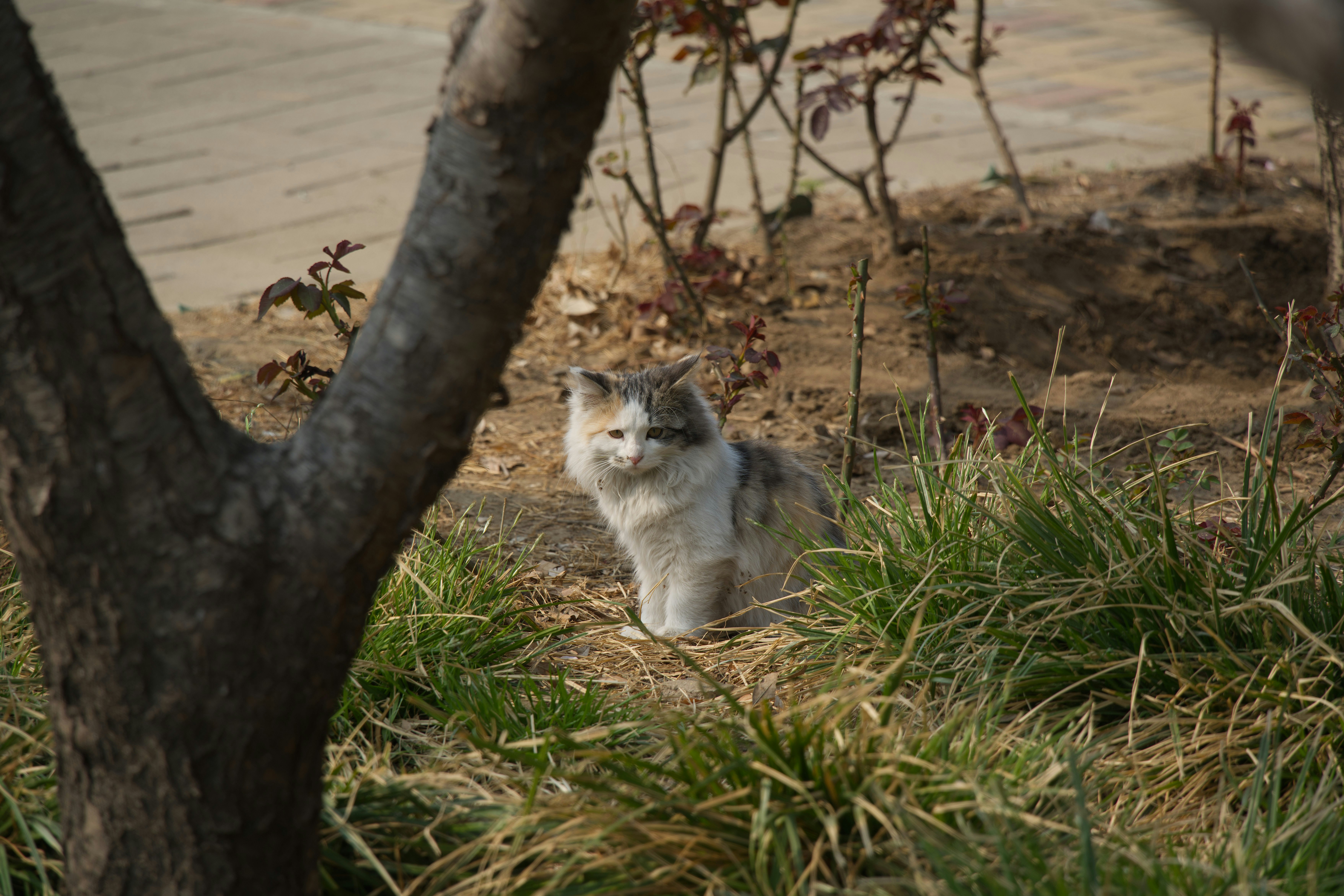 Hidden Feline in the Garden Border