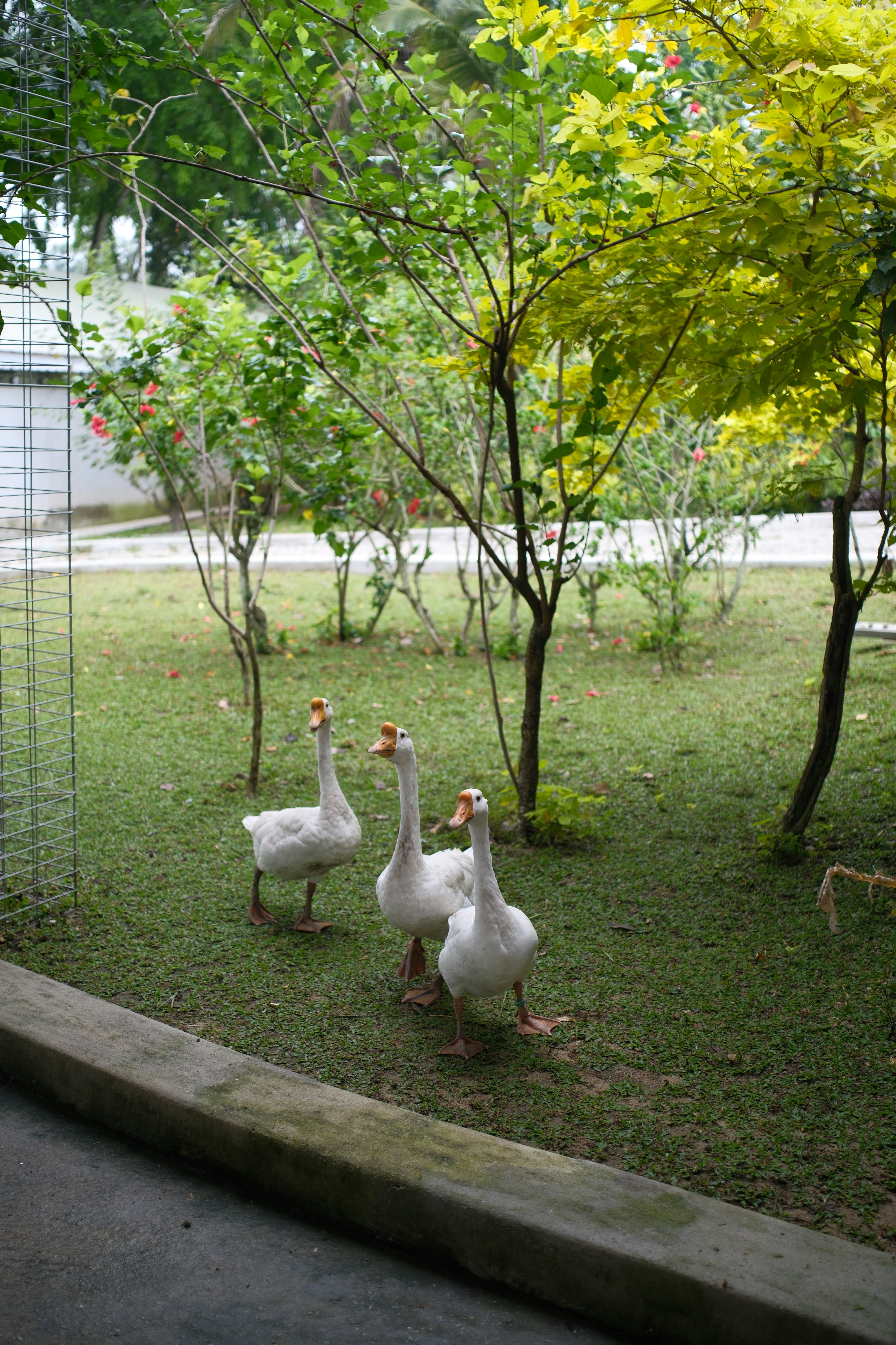 Three Geese in a Sunny Orchard