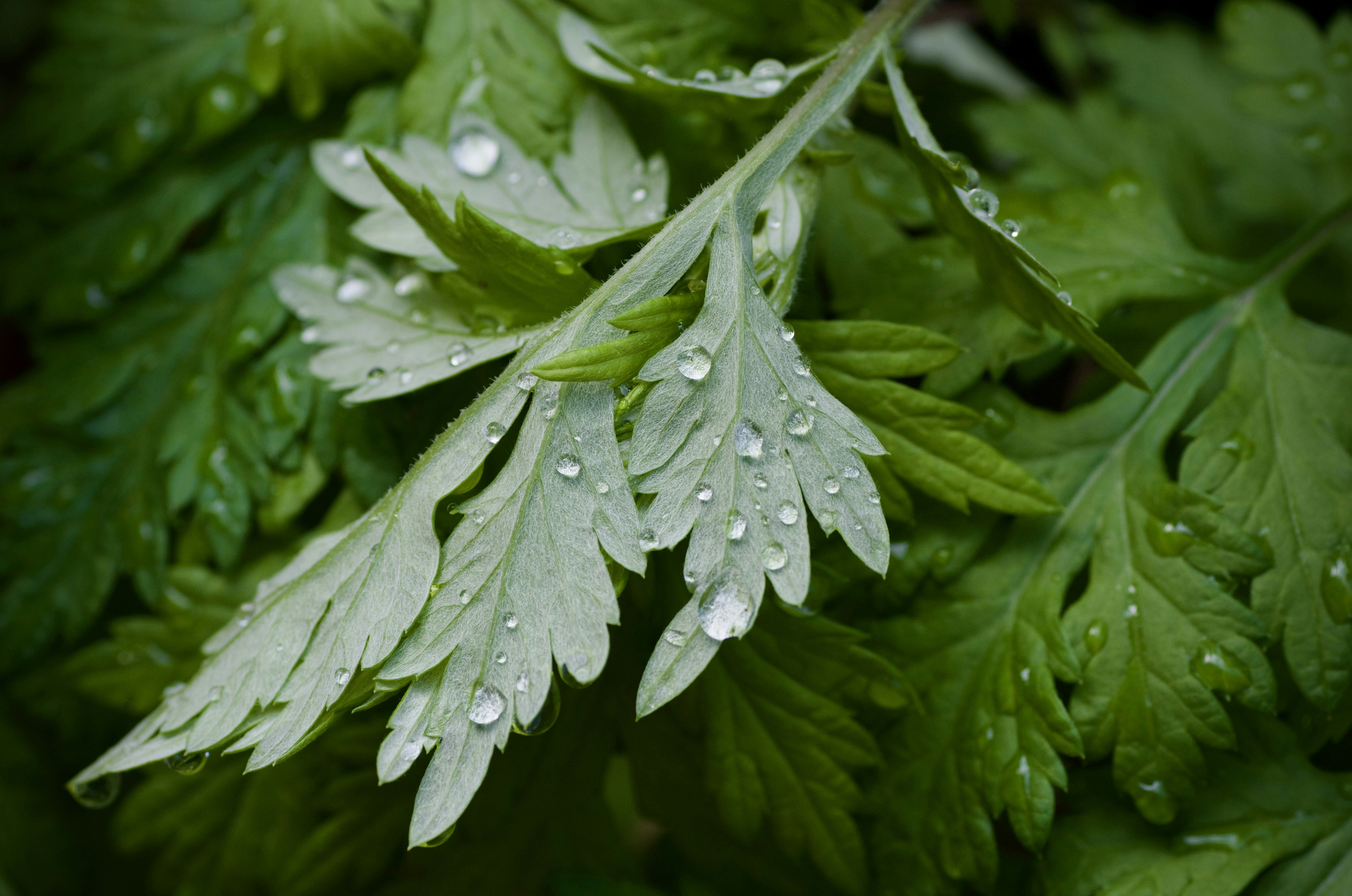 Droplets on Delicate Fern: a Quiet Green Close-Up