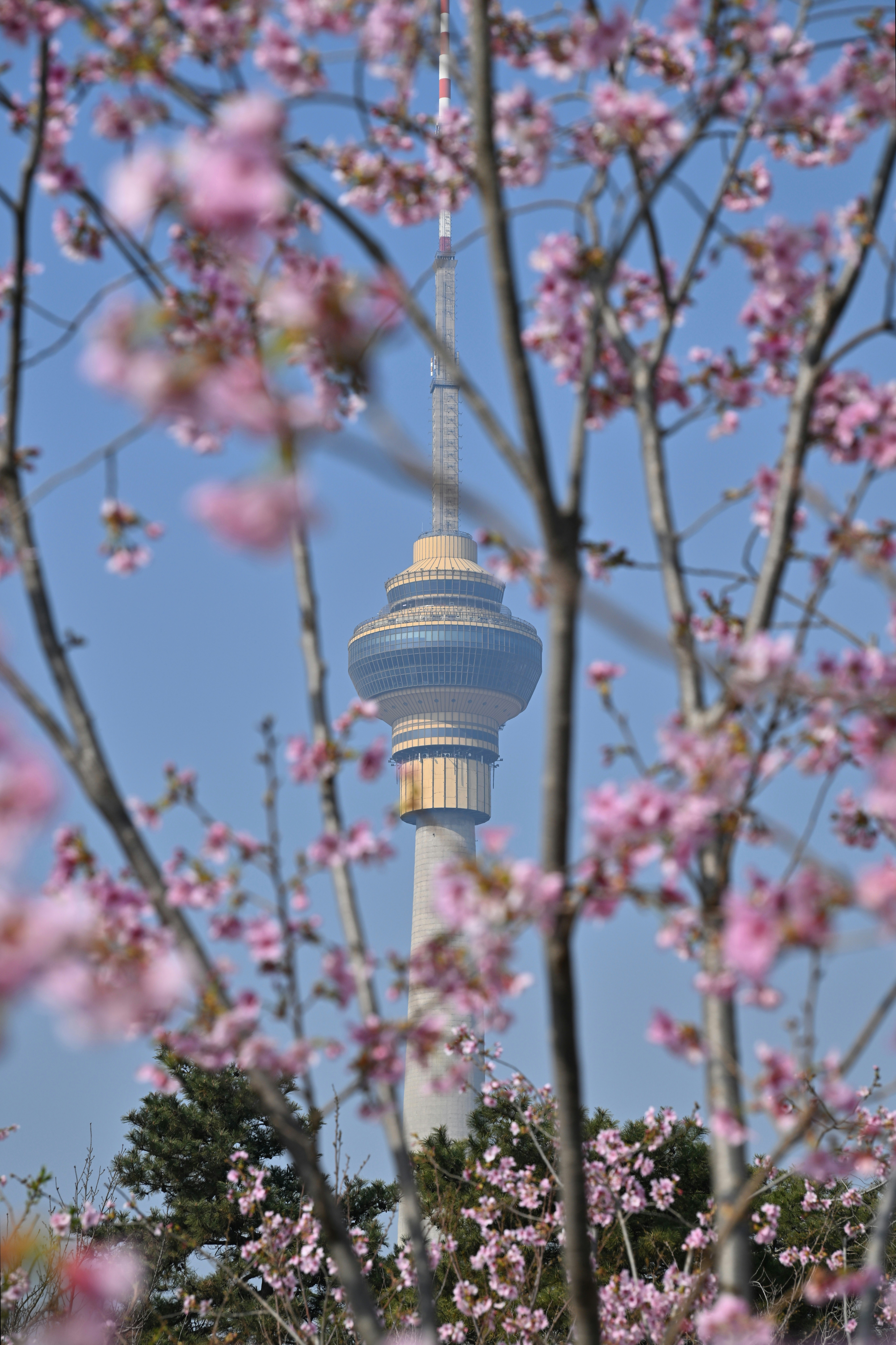 Crane Tower through Cherry Blossoms