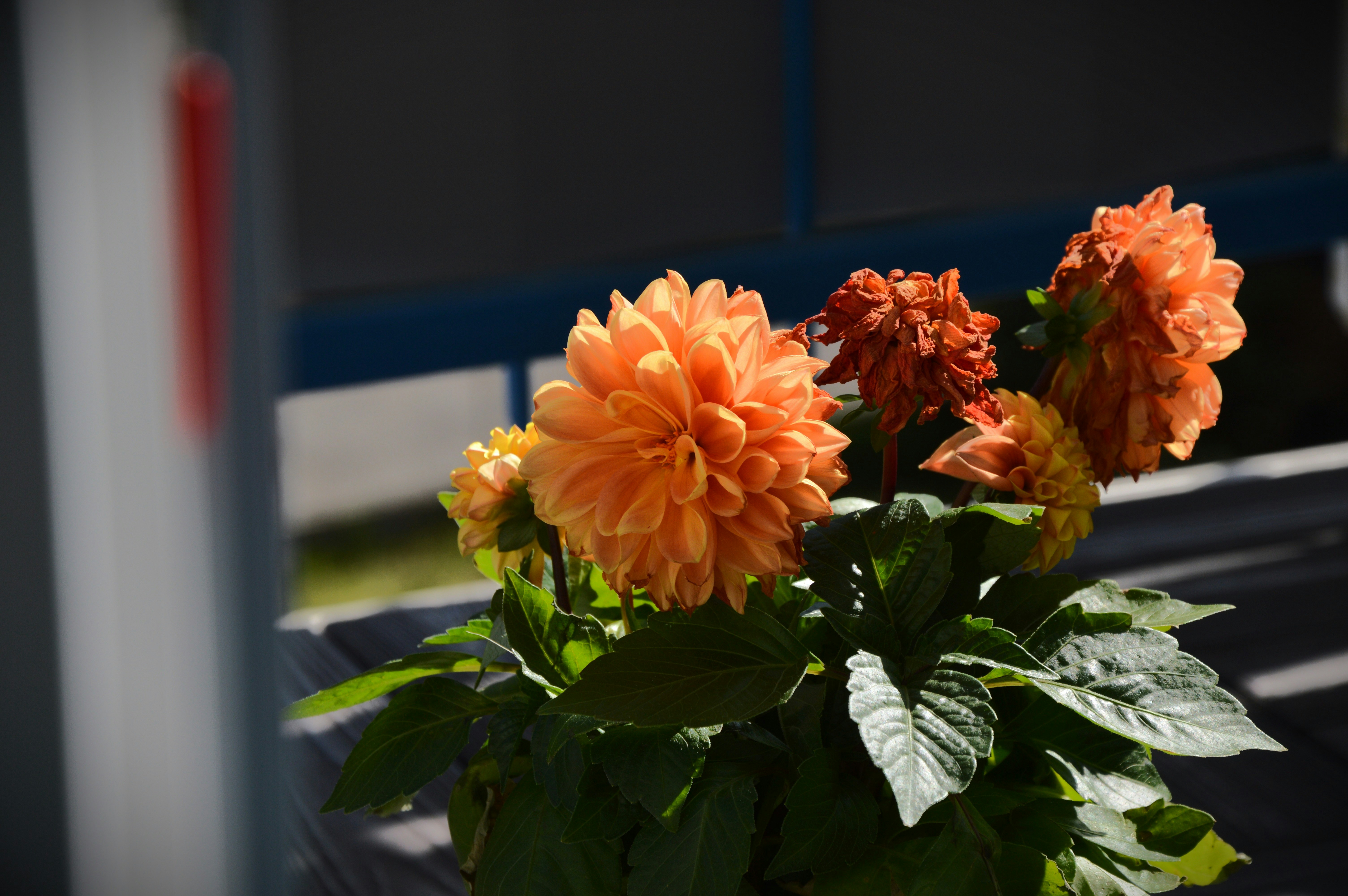 Orange Dahlias in Focus: Close-Quarters Glow