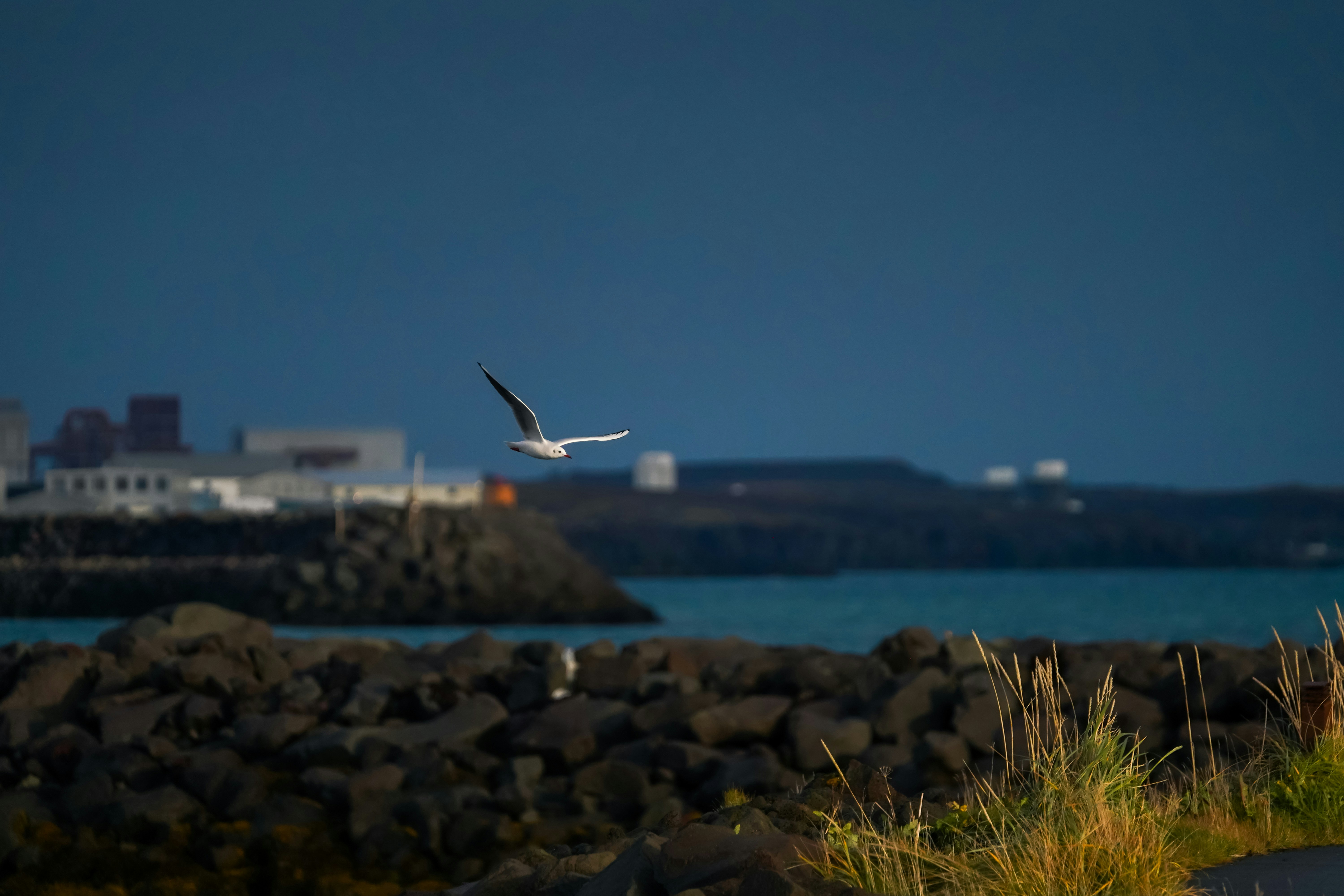 Seabird in Flight Over Rocky Shore Under Broad Horizon