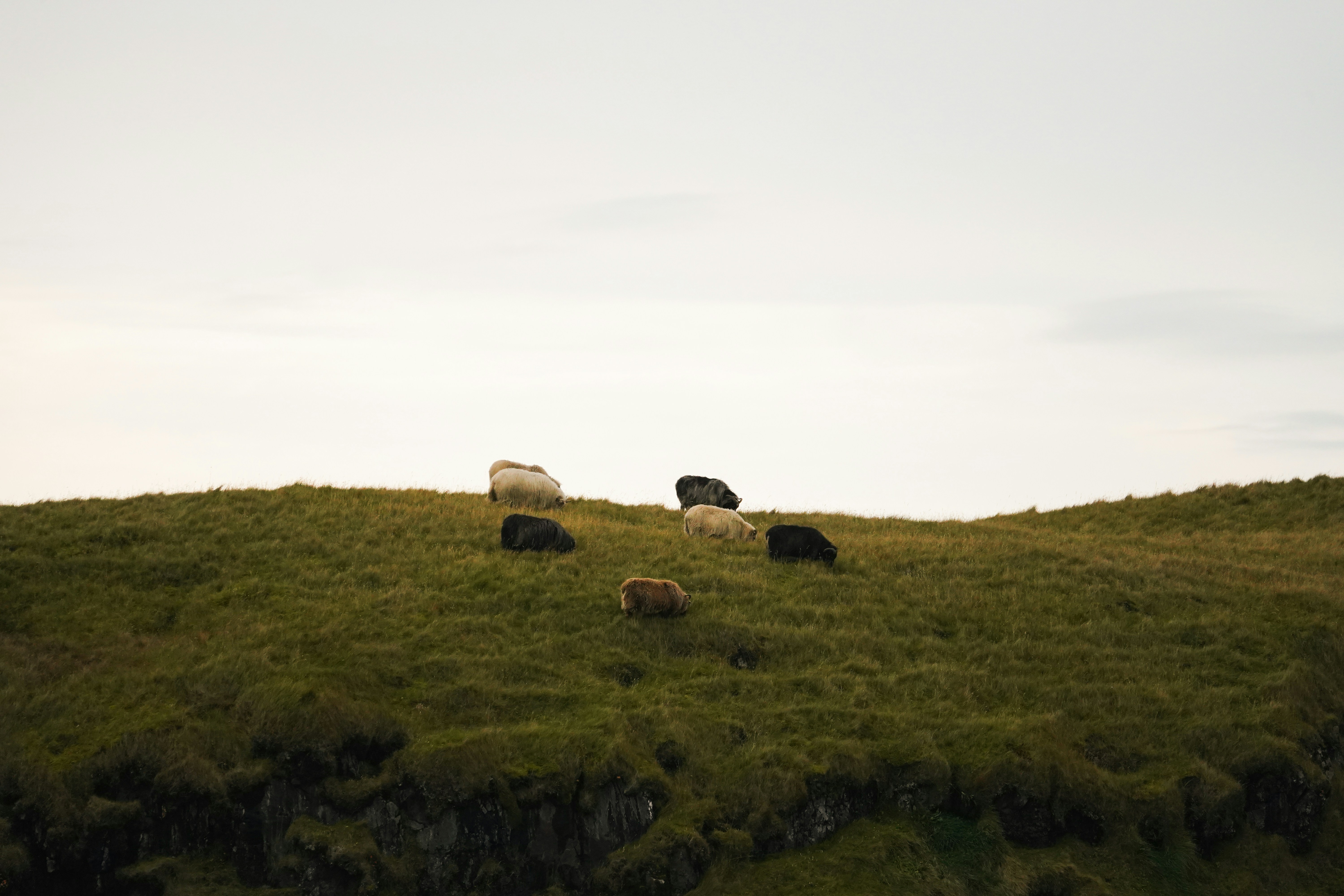 Cattle on a Gentle Crest Under a Pale Sky