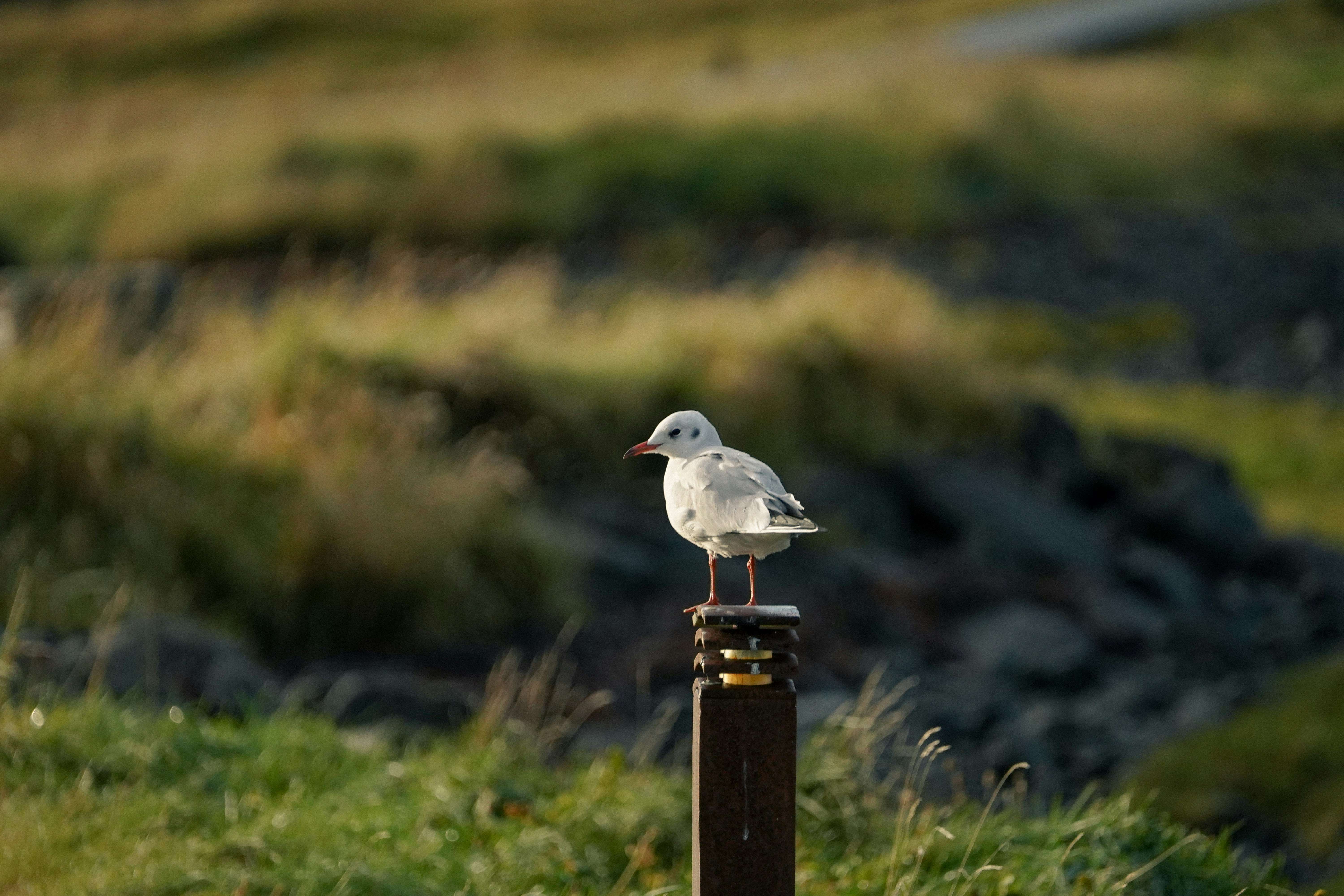 Seagull Sentinel on a Rustic Post