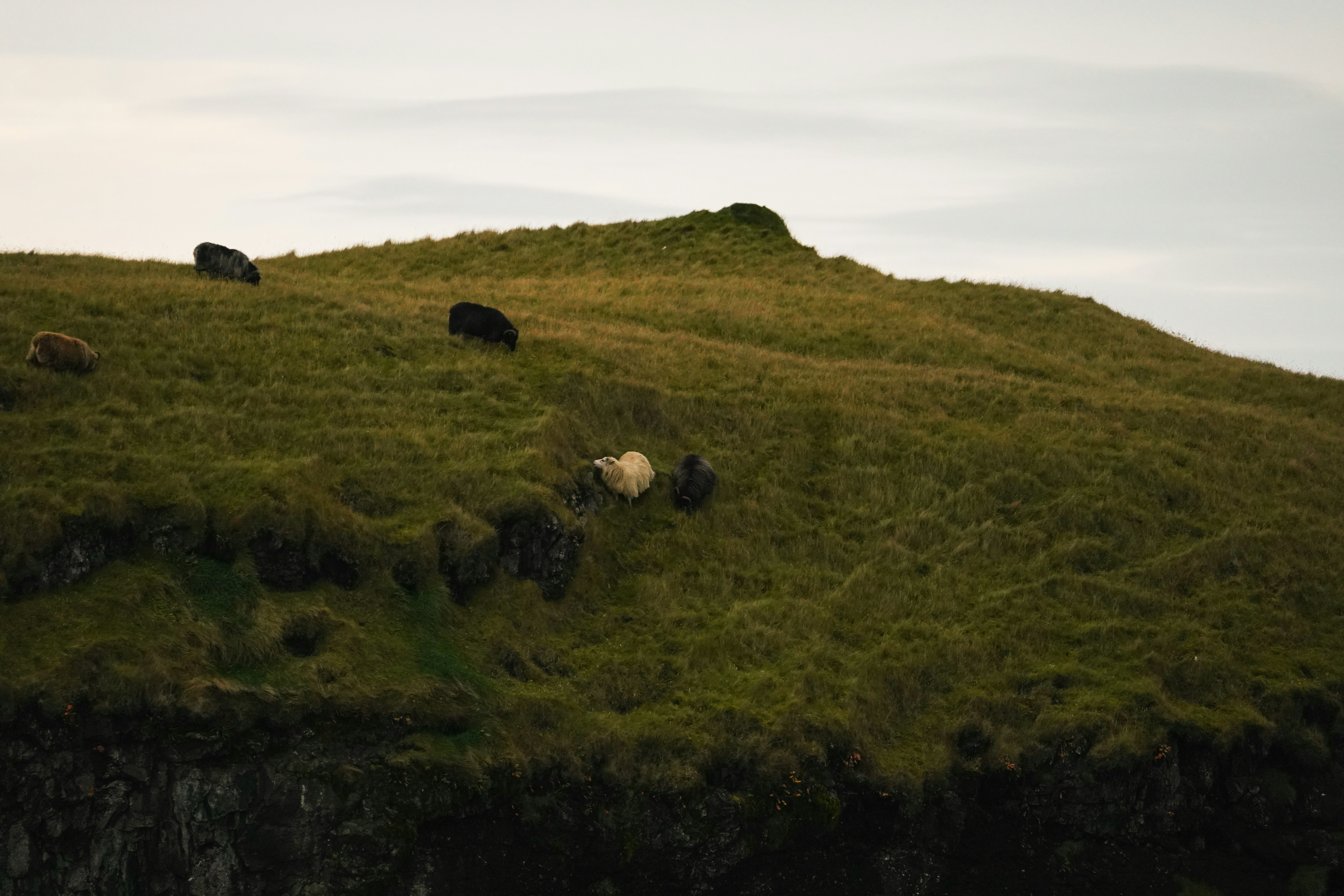 Herd on a Wind-Swept Hill