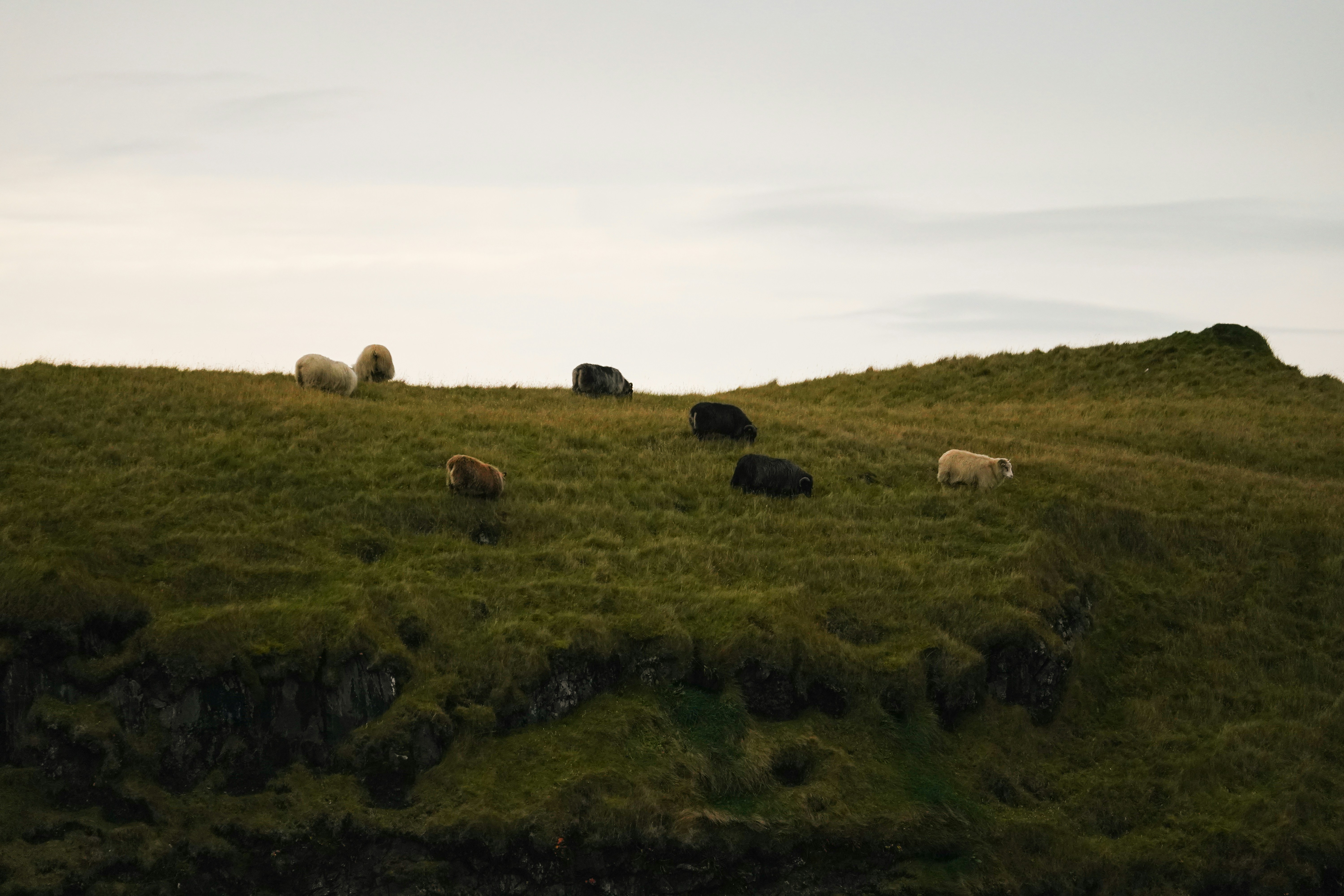 Pasture Portrait: A Small Herd of Sheep-like Shapes on Windy Hill