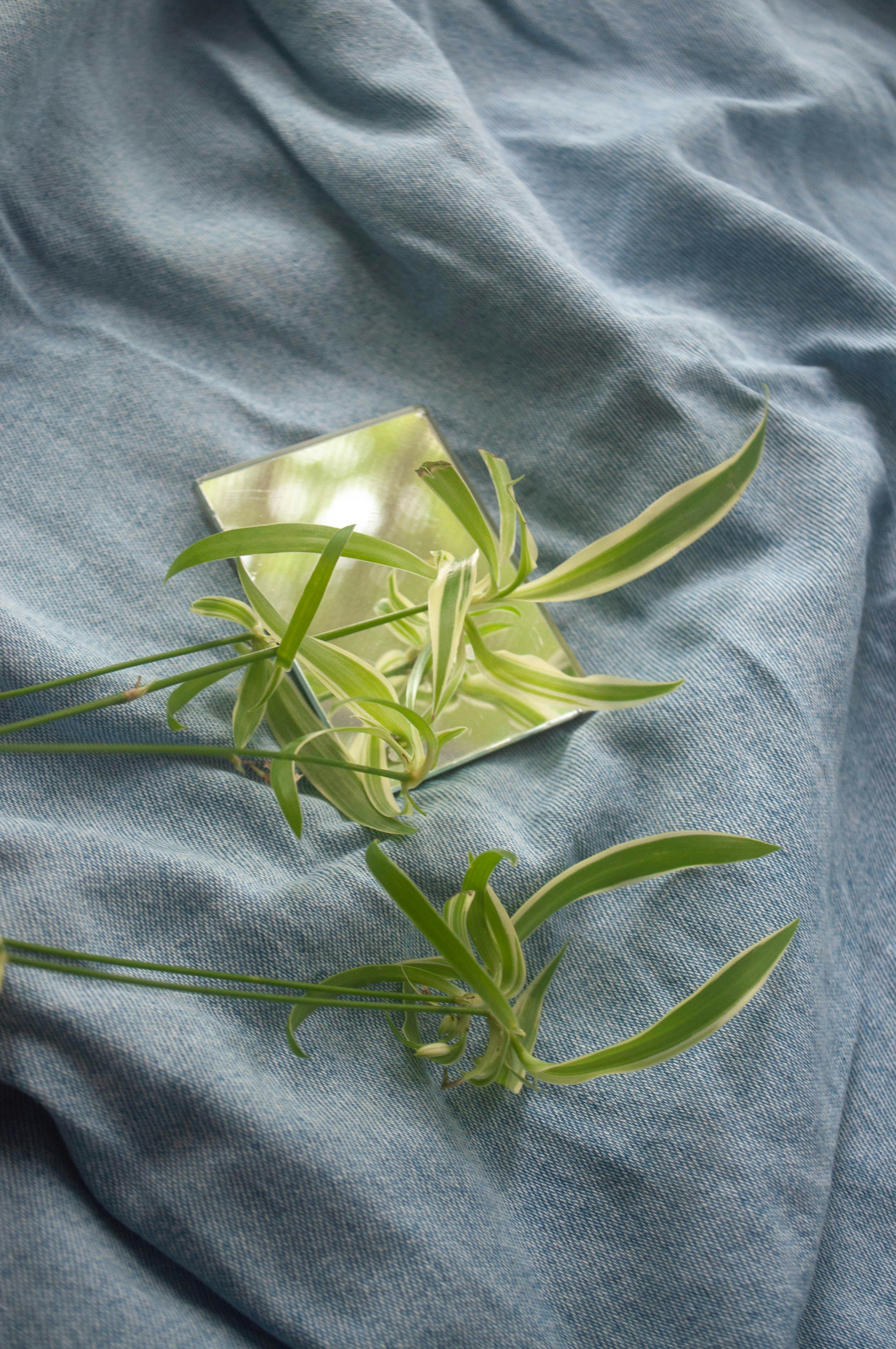 Green tendrils on a crumpled blue sheet with a tiny mirror fragment