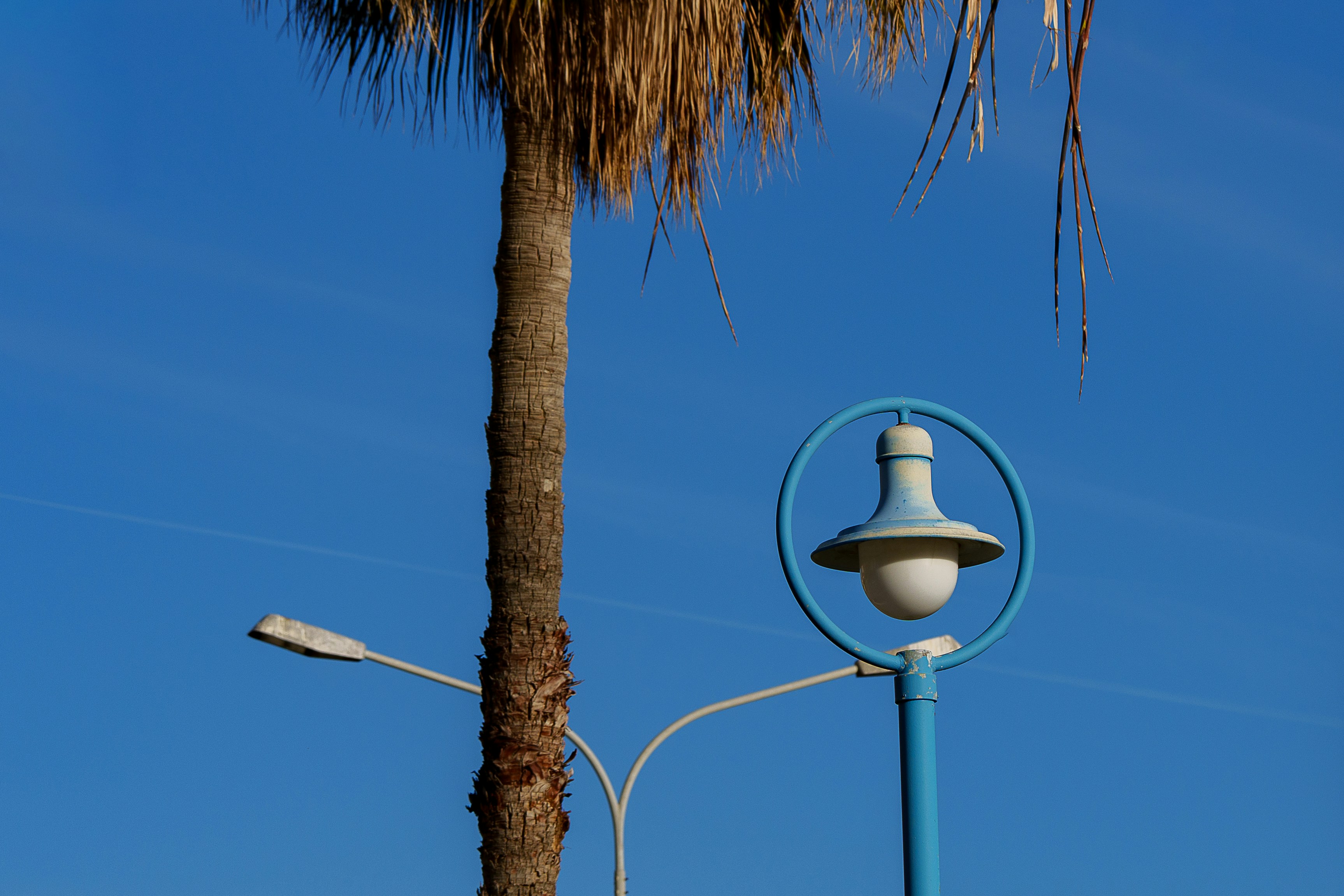Blue Lamp Post Under a Palm Canopy