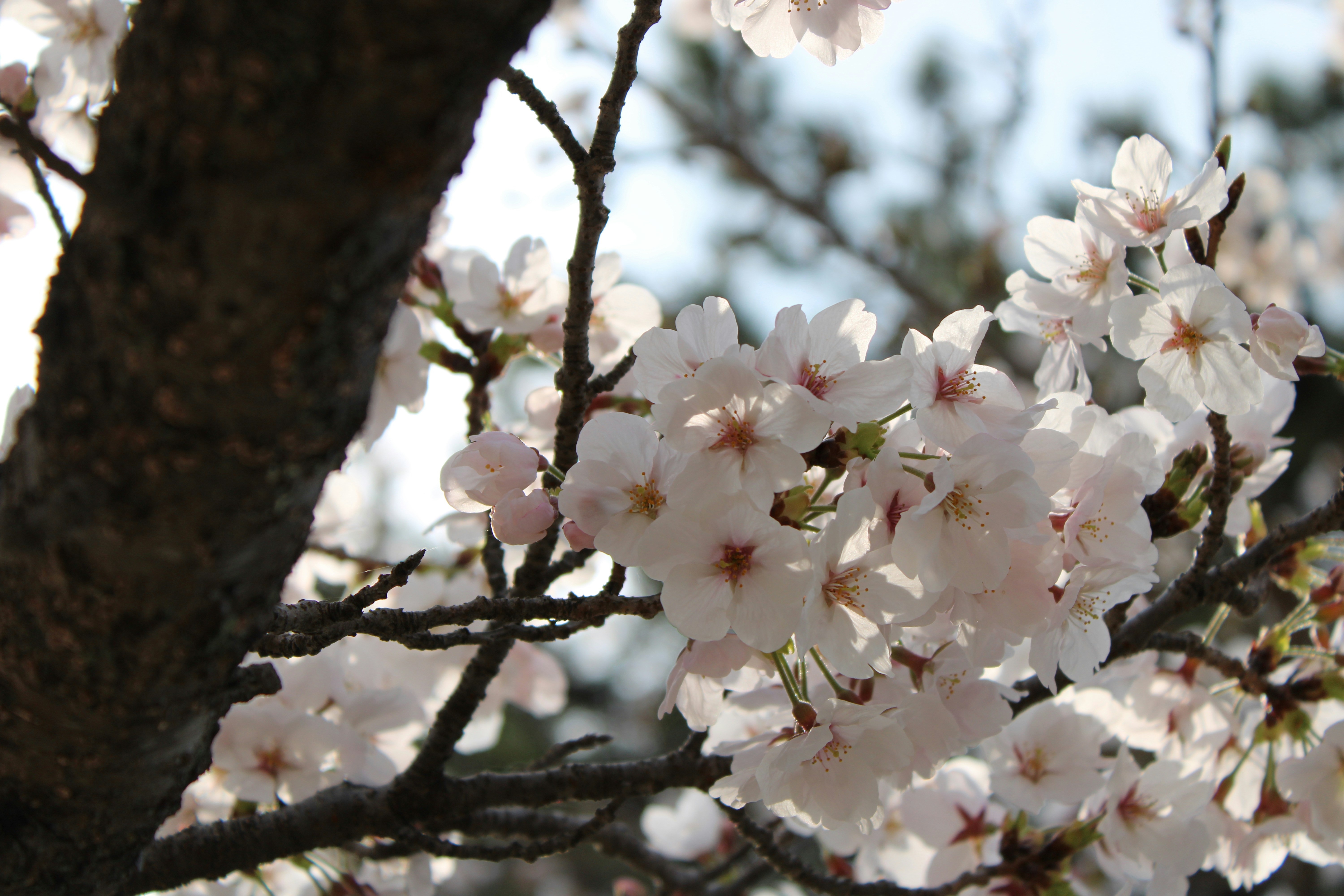 Petal Horizon: Sunlit Sakura in Spring Tangle
