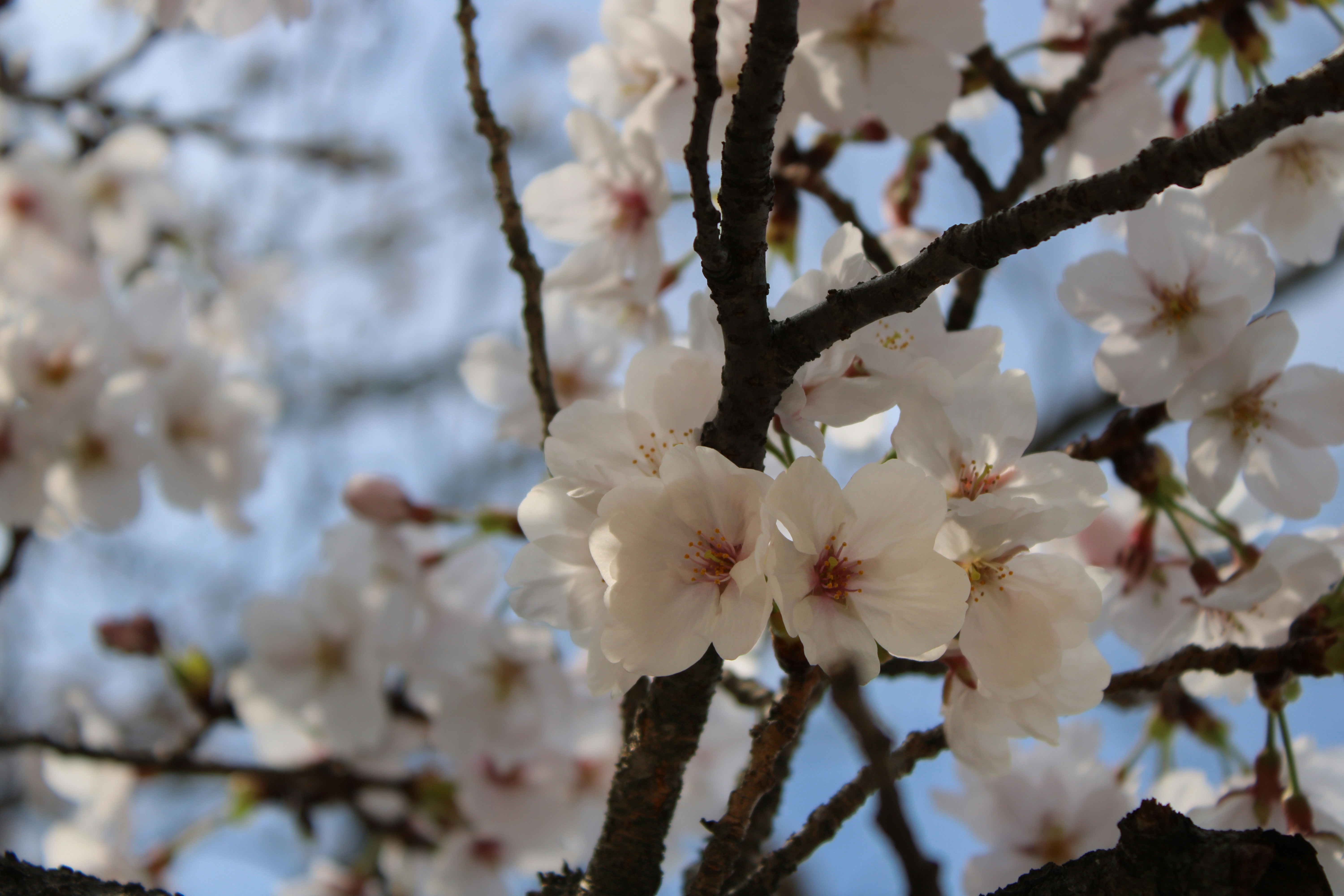 Blossoms in the Sun: Close-Up of Spring’s White Petal Tapestry