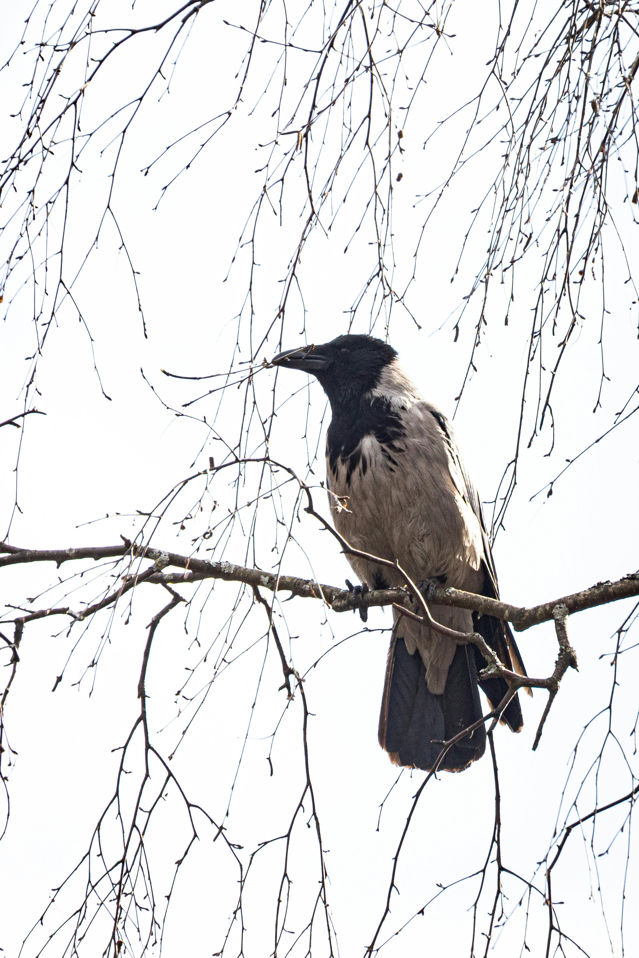 Crow on a bare branch: a stoic silhouette against a pale sky
