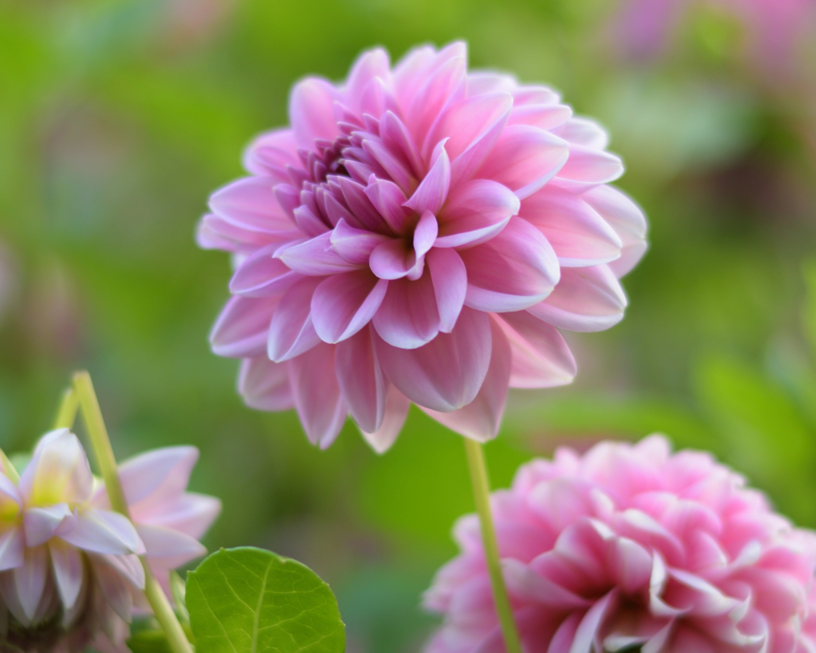 Petaled Spotlight: A Pink Dahlia in Soft Focus Aura