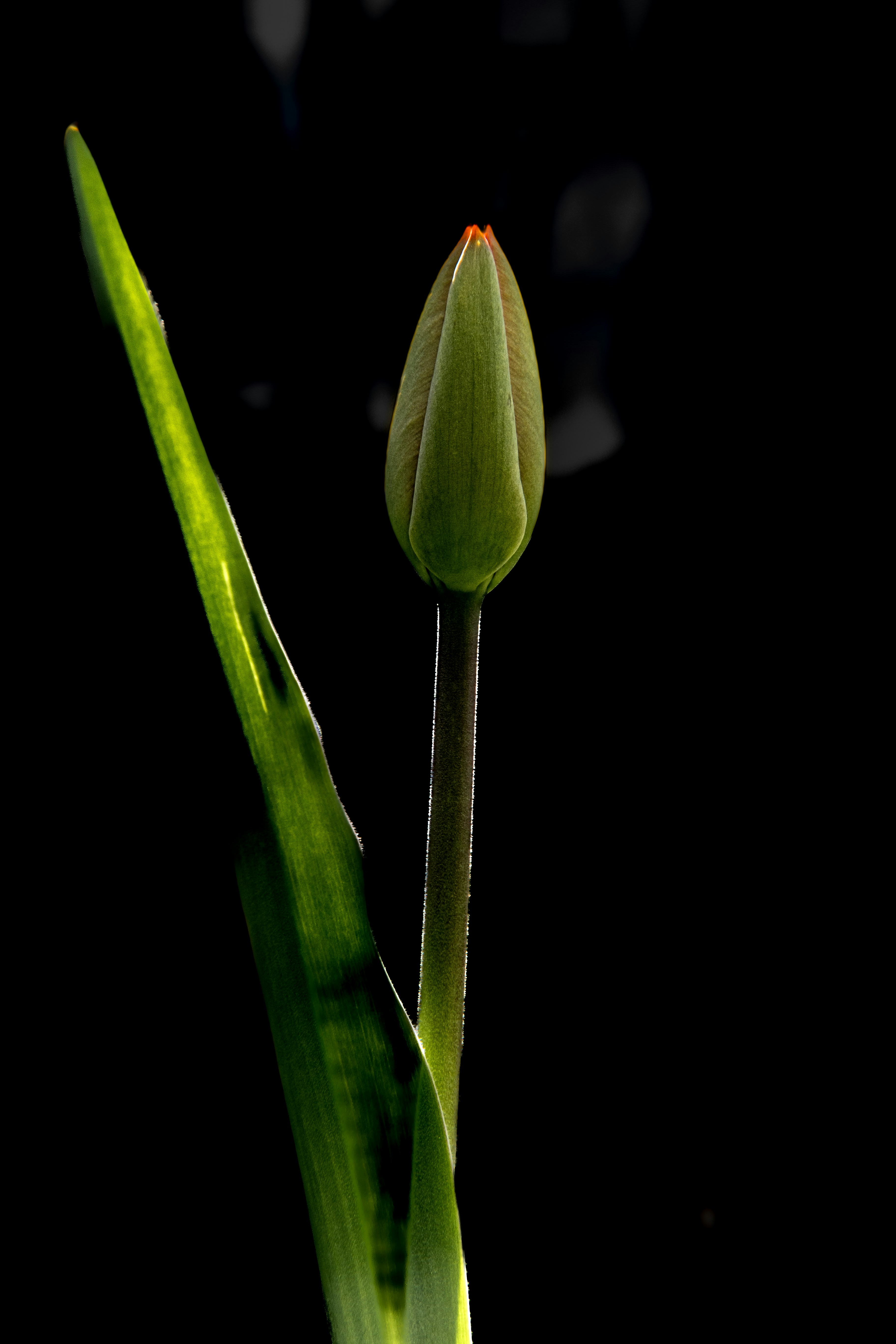 Closed Tulip Bud with Narrow Stem against a Velvet Black