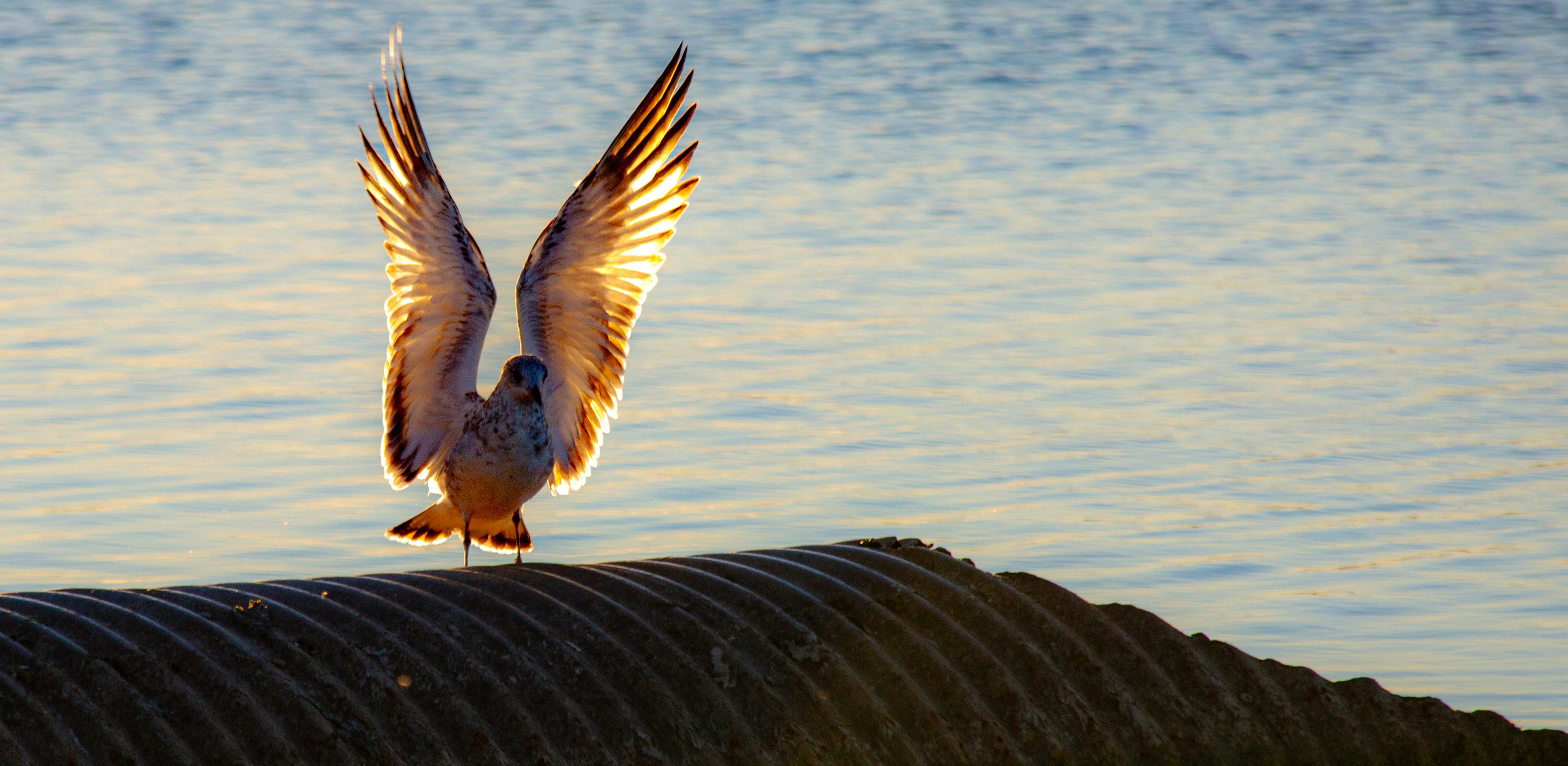 Winged Breakpoint at Dusk: A Seagull Ascends Over a Ribbed Barrier