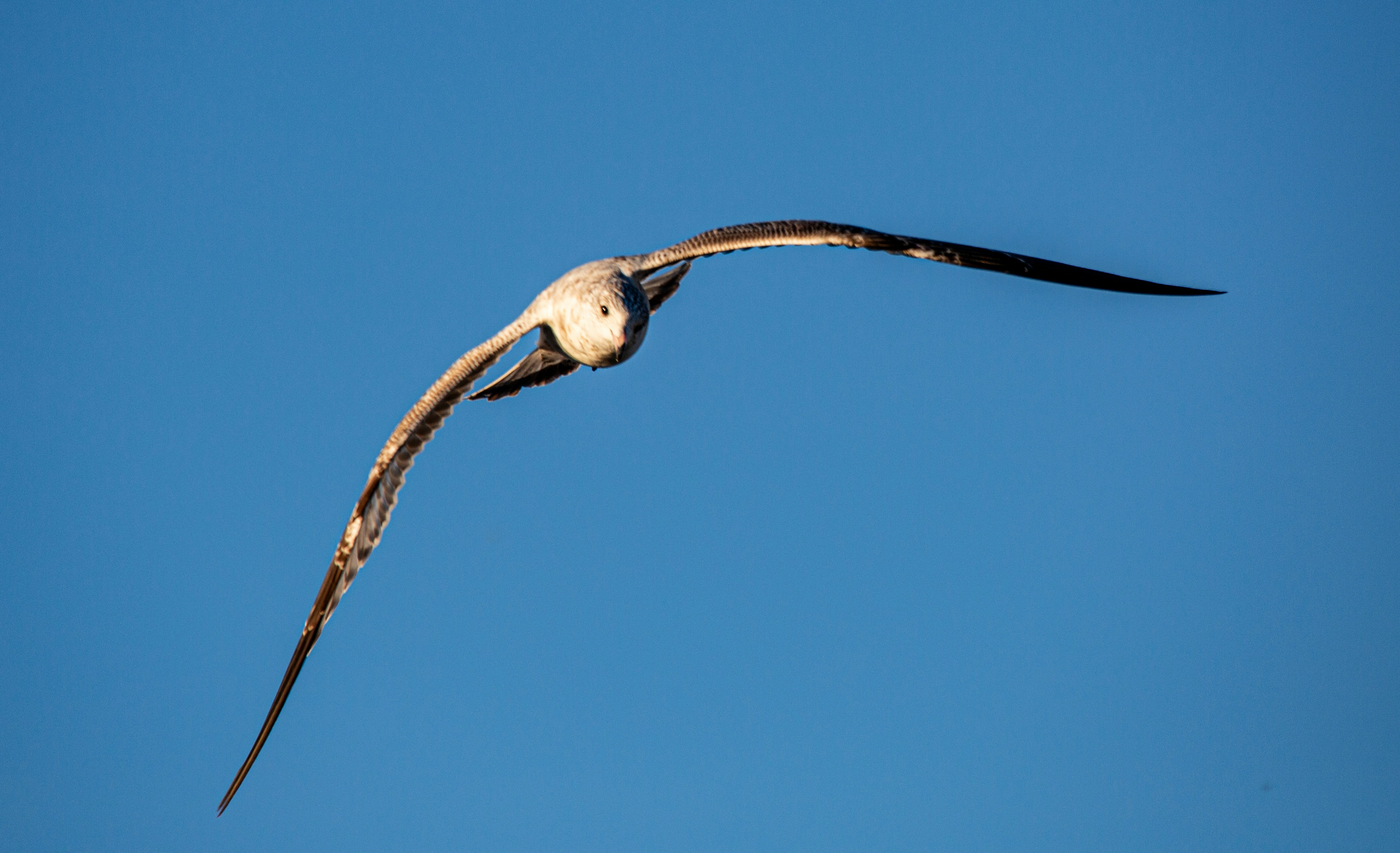 Lonely Seabird in a Clear Blue Noon