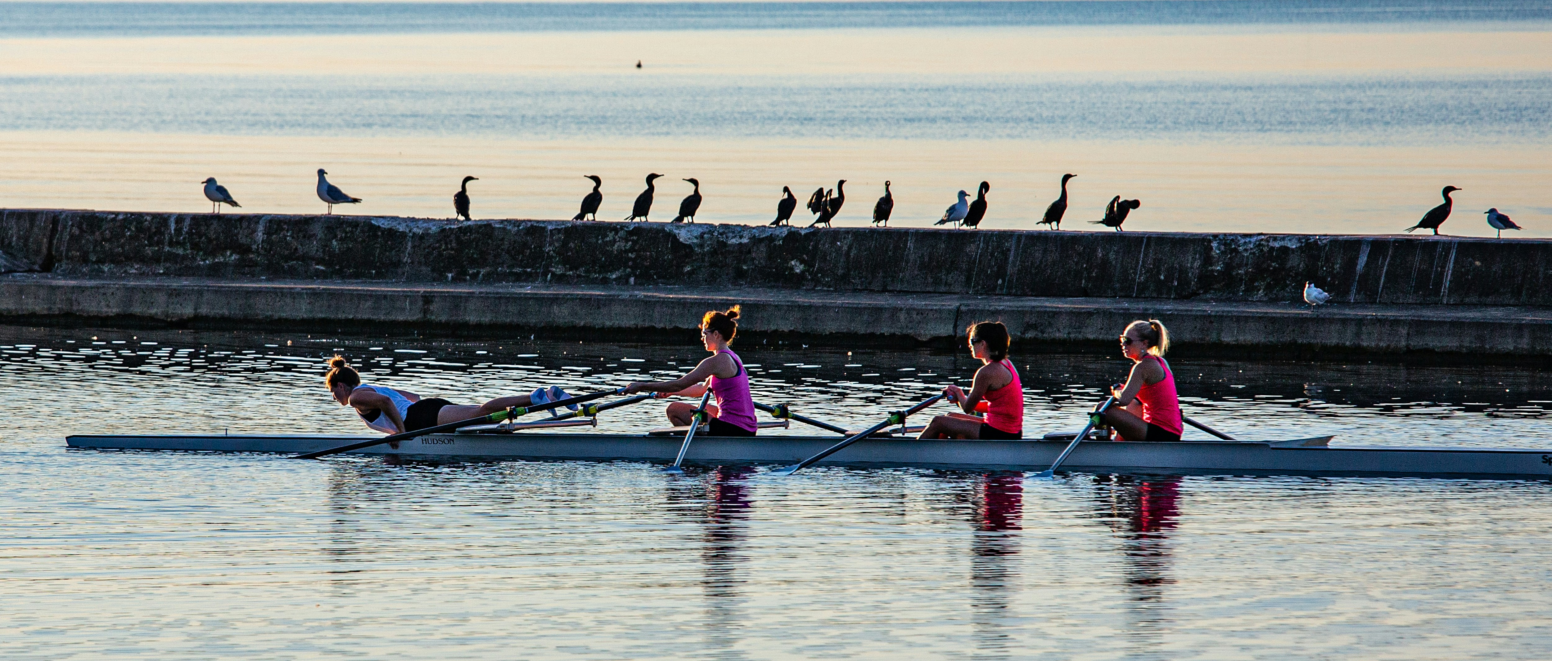 Rowers in Sync: A Serene Tide of Oars and Birds