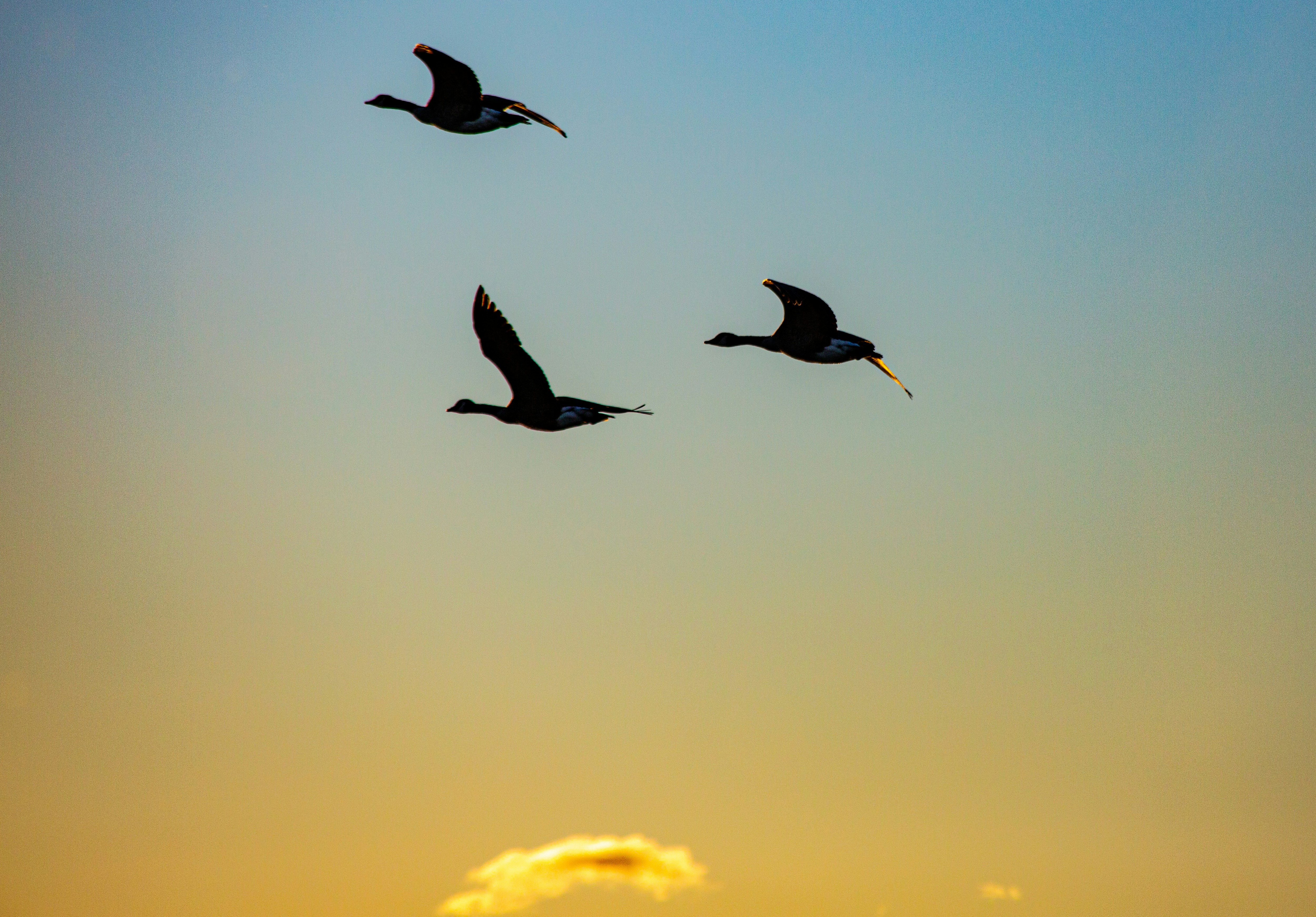 Three Migrants Over a Golden Horizon