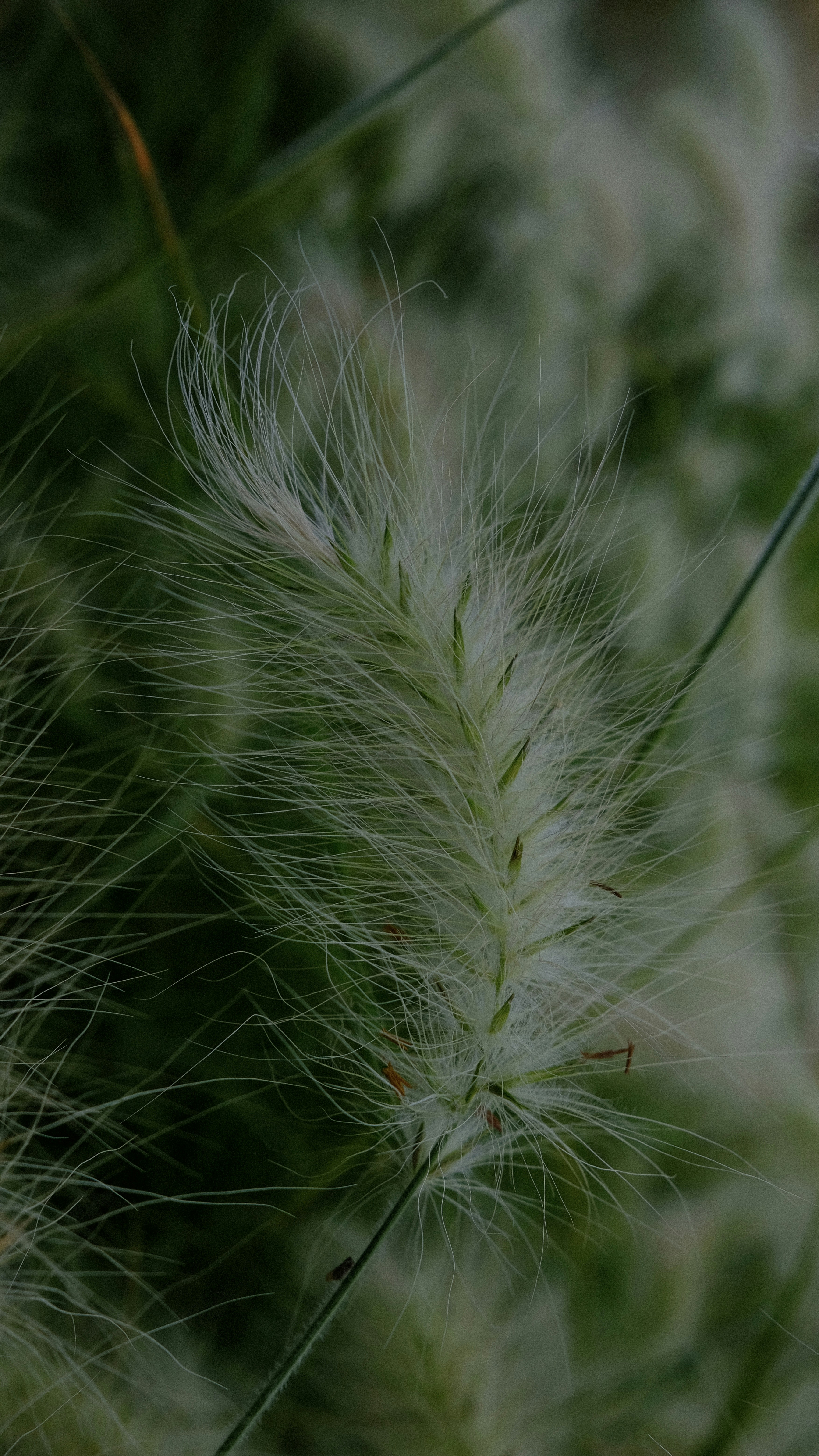 Soft Plume in a Green Field