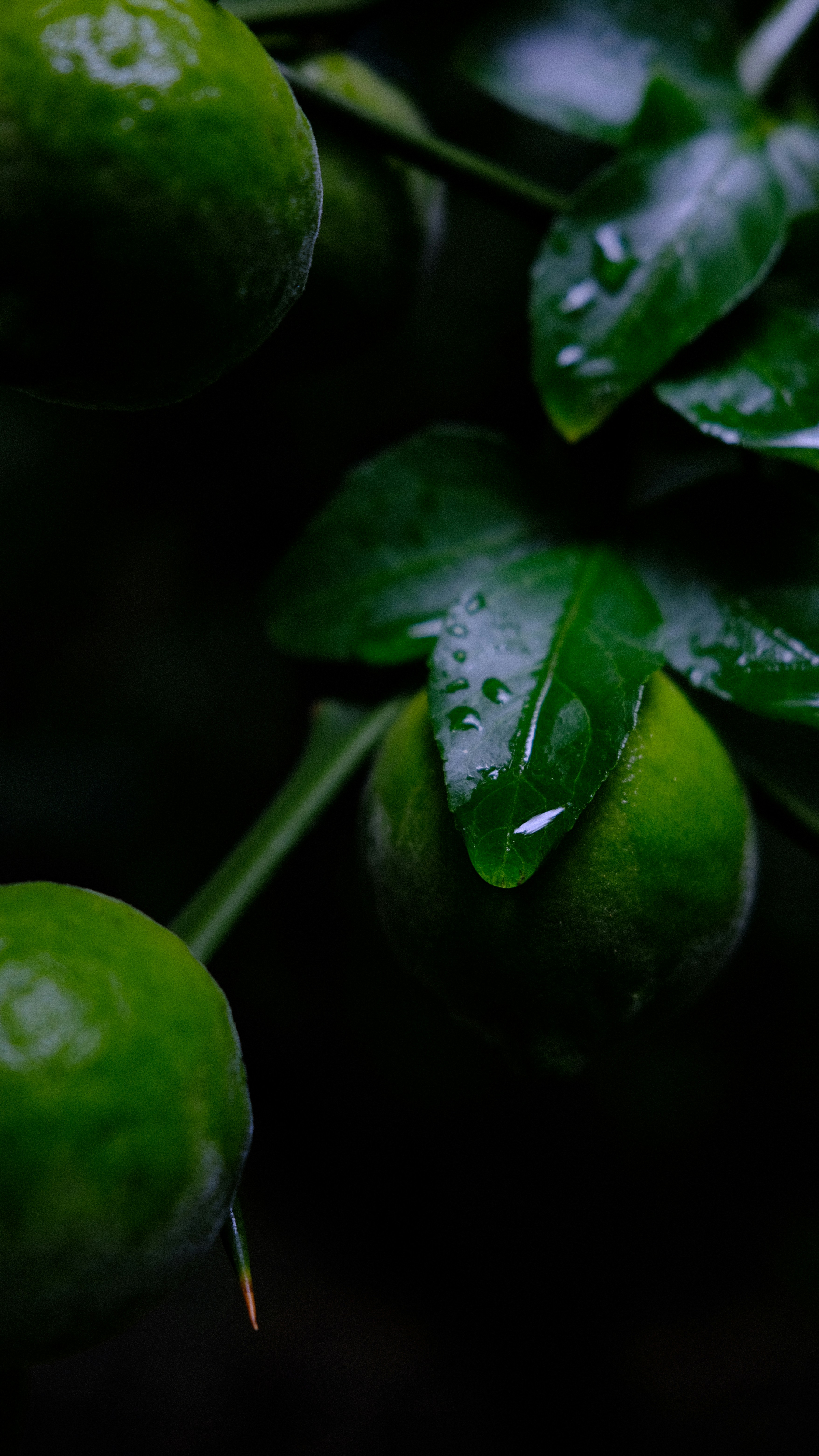Lime Green Orbs and Dew-Kissed Leaves in Shadowed Depths